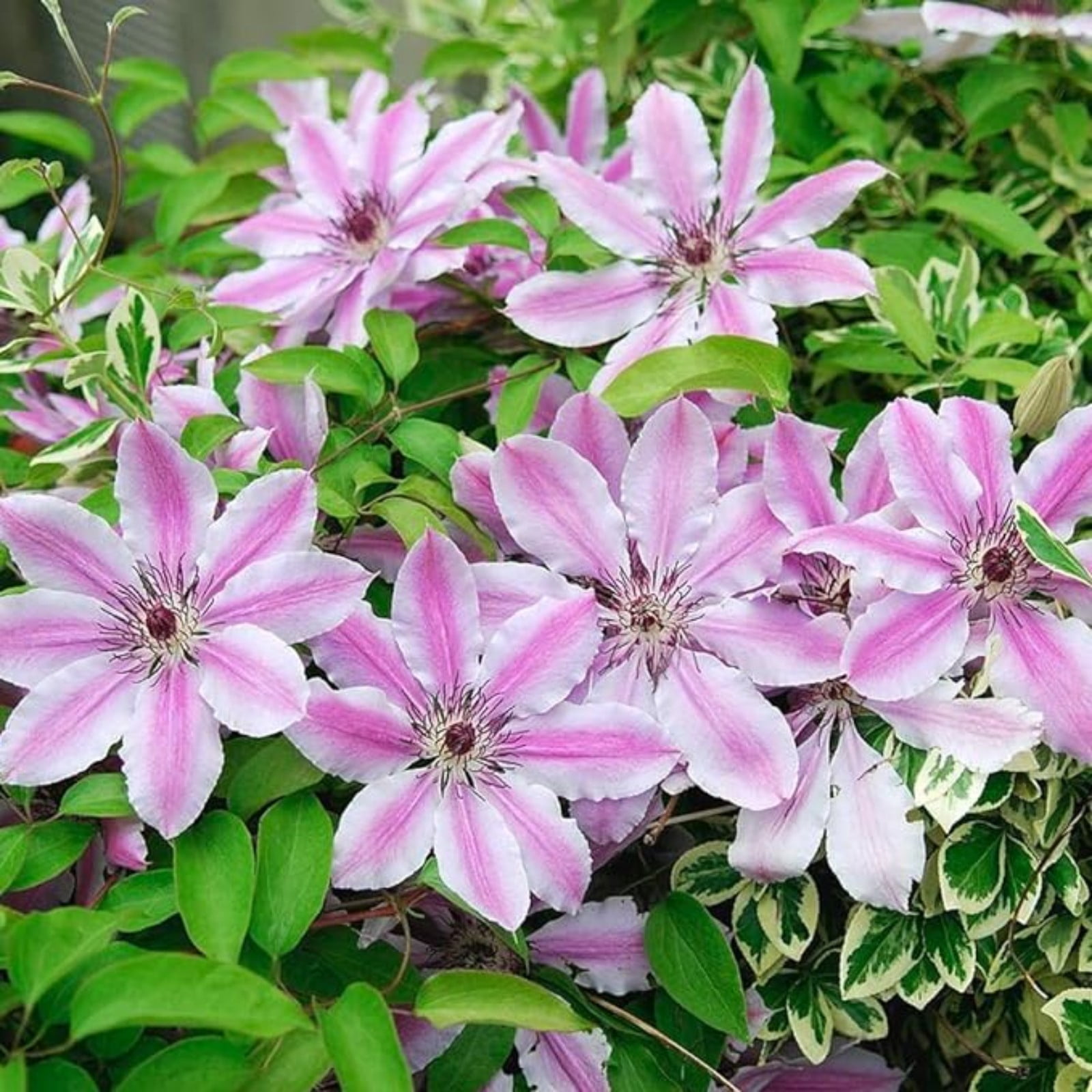 Resistant,Surprise Simple to Grow(Clematis Vine Shade)Beautify ...