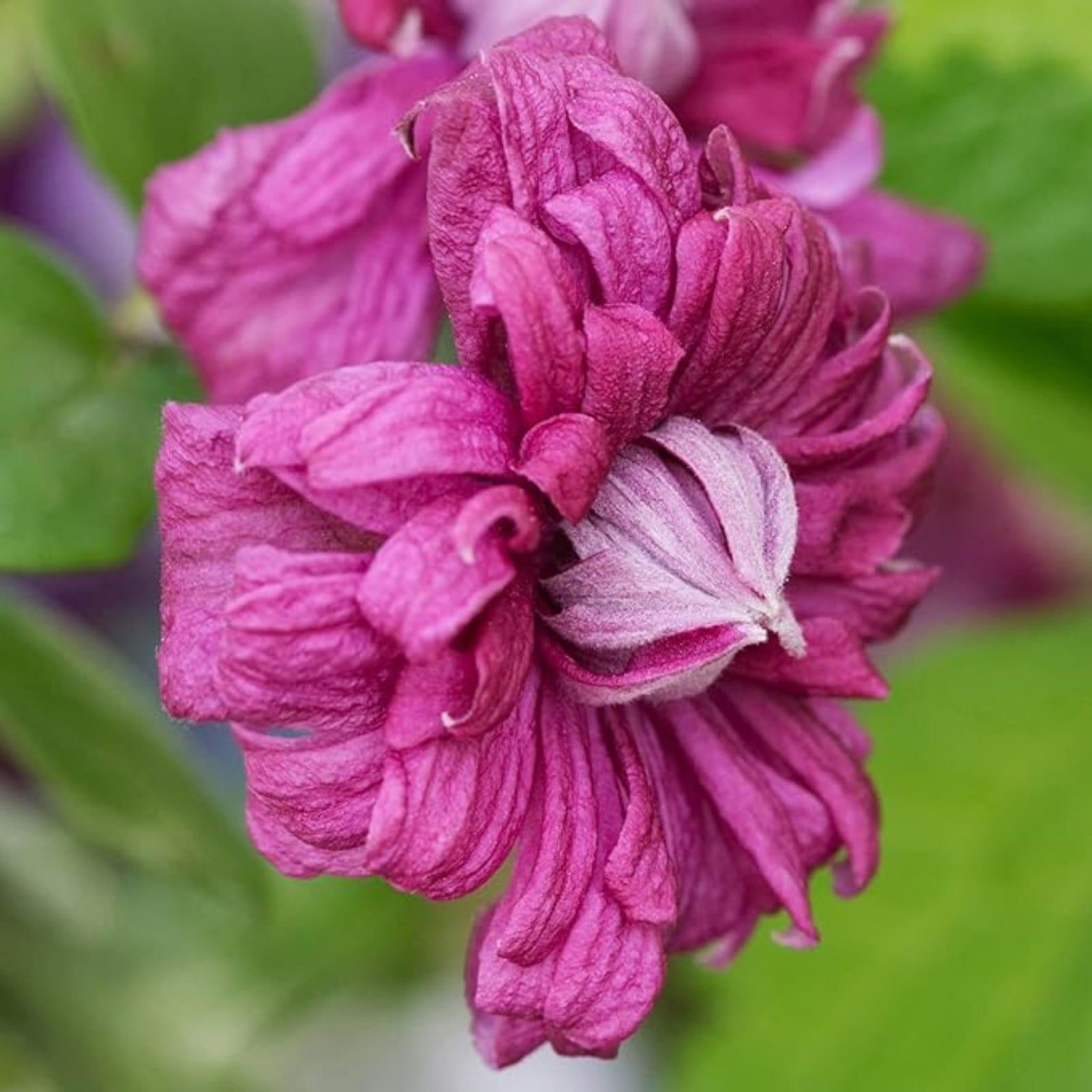 Clematis For Planting,Surprise Simple to Grow Indoor or Outdoor ...