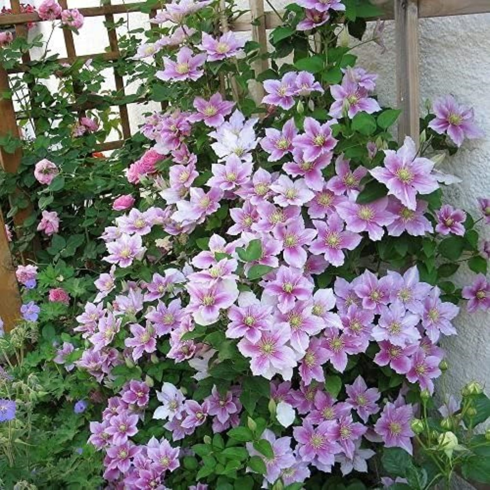 Clematis For Planting,Surprise Simple to Grow Indoor or Outdoor ...