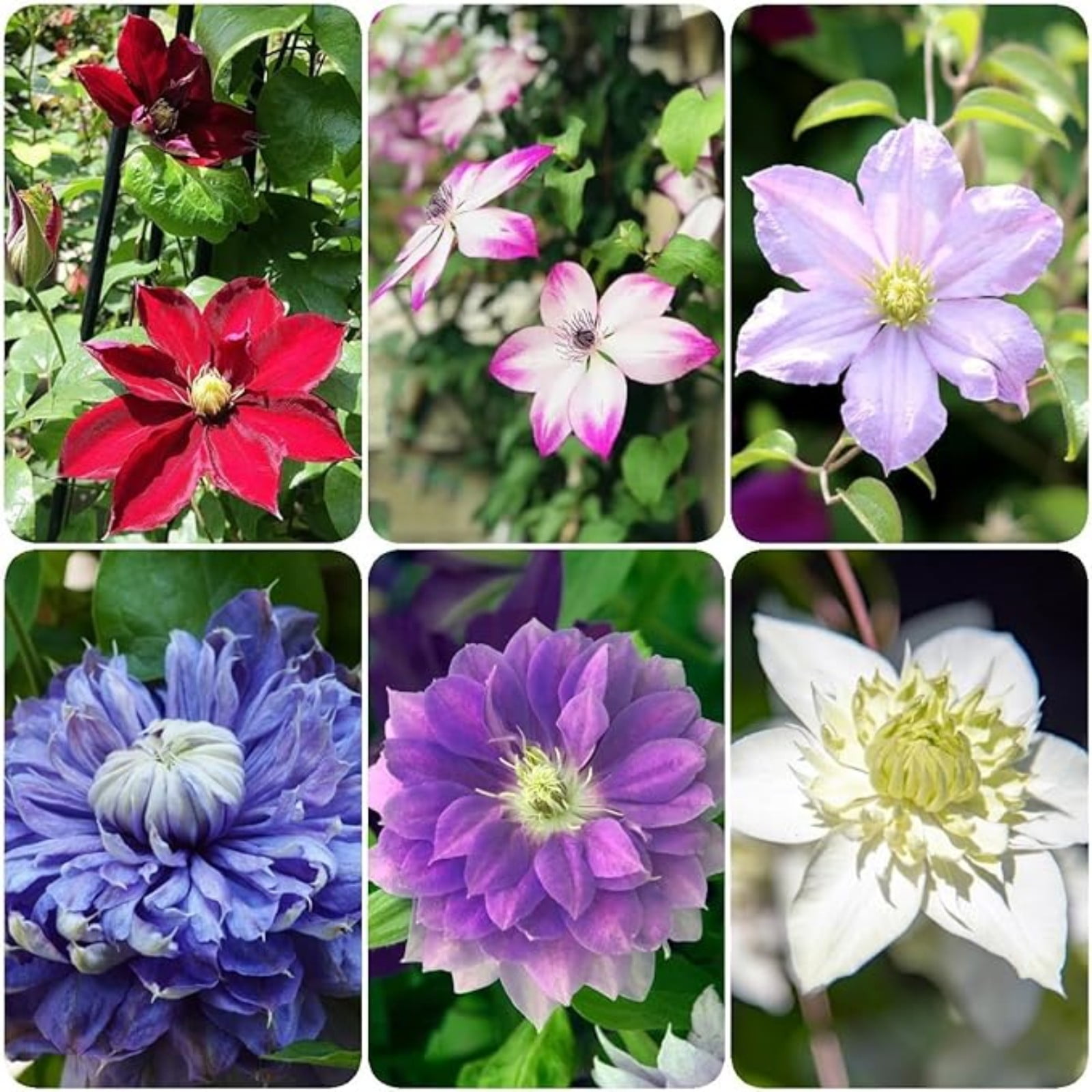 Clematis For Planting,Surprise Simple to Grow Indoor or Outdoor ...