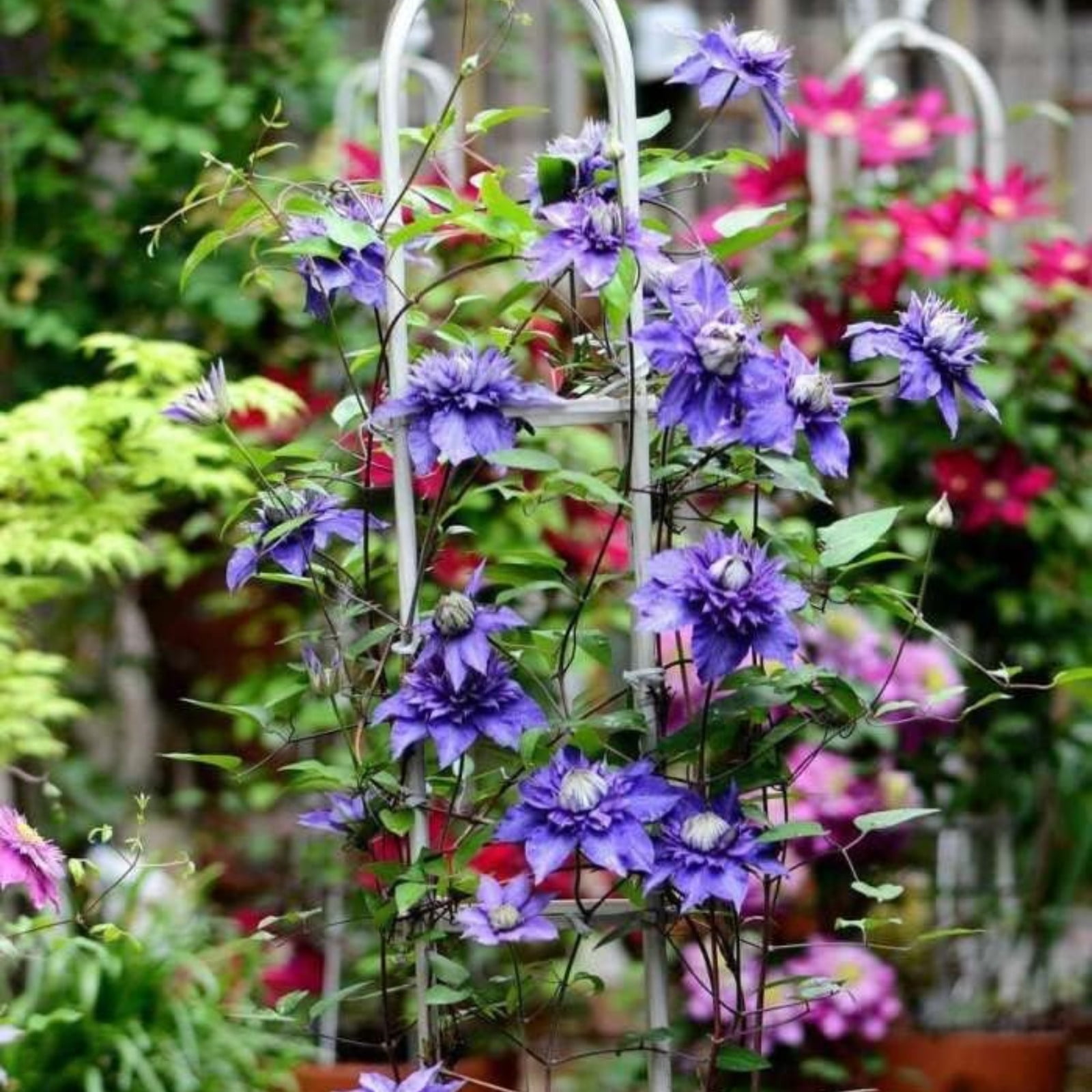 Clematis For Planting,Surprise Simple to Grow Indoor or Outdoor ...