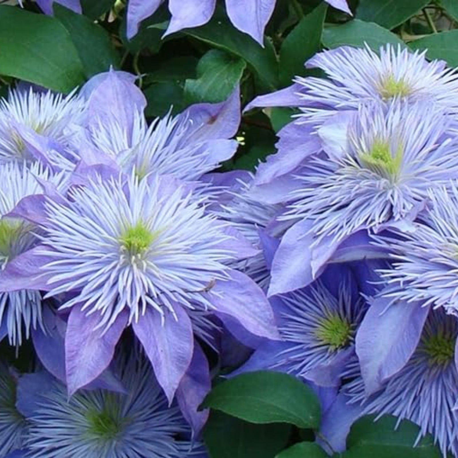 Clematis For Planting,Surprise Simple to Grow Indoor or Outdoor ...