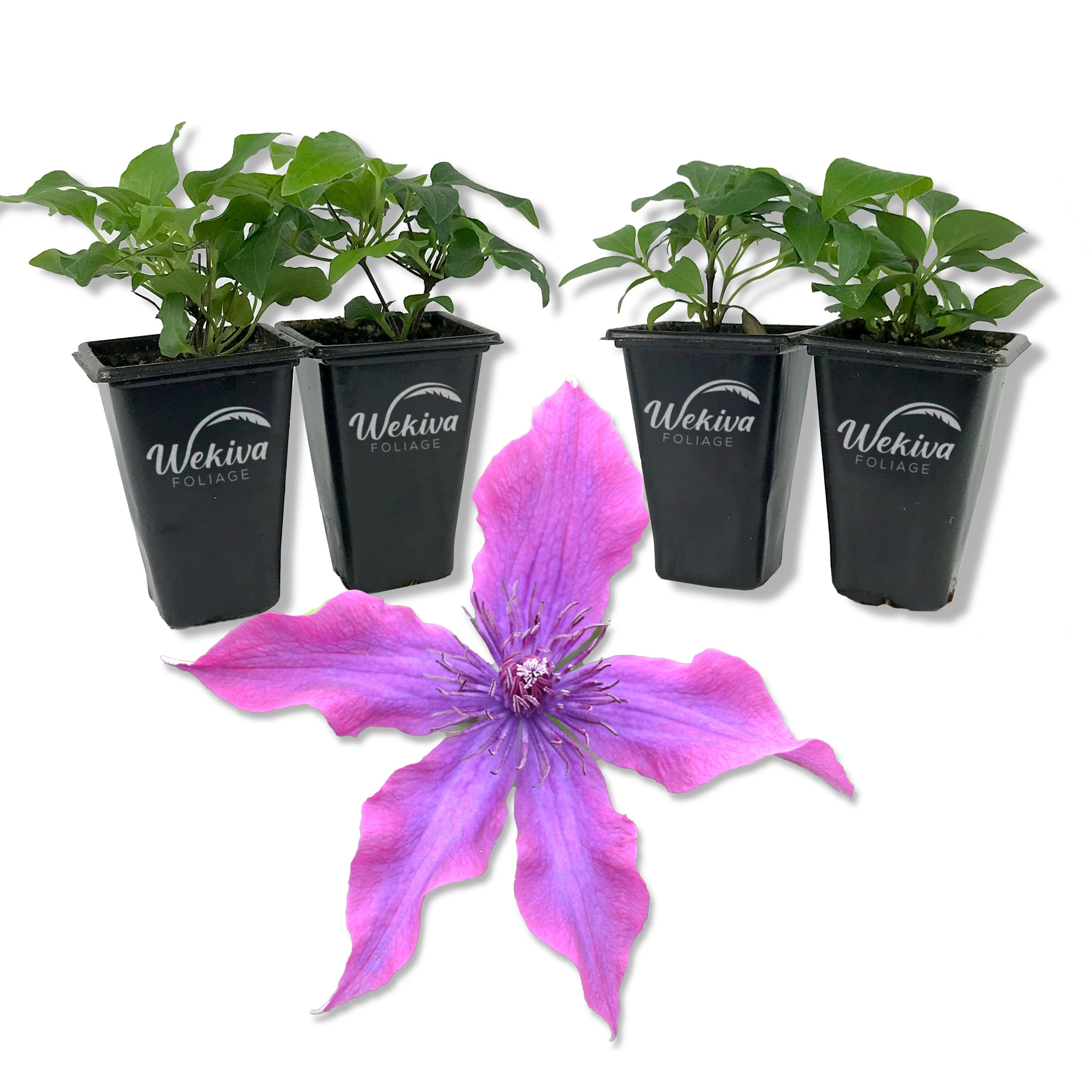Clematis Guiding Promise - 4 Live Starter Plants in 2 Inch Growers Pots ...