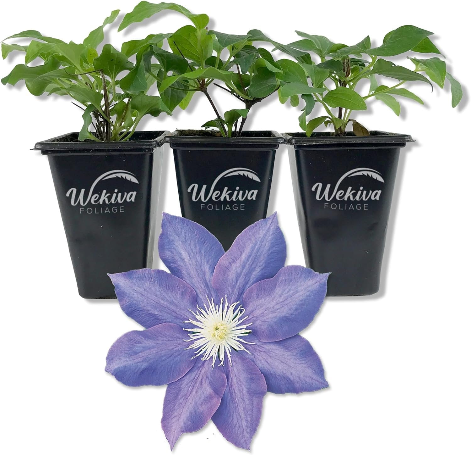 Clematis HF Young - 3 Live Starter Plants in 2 Inch Growers Pots ...