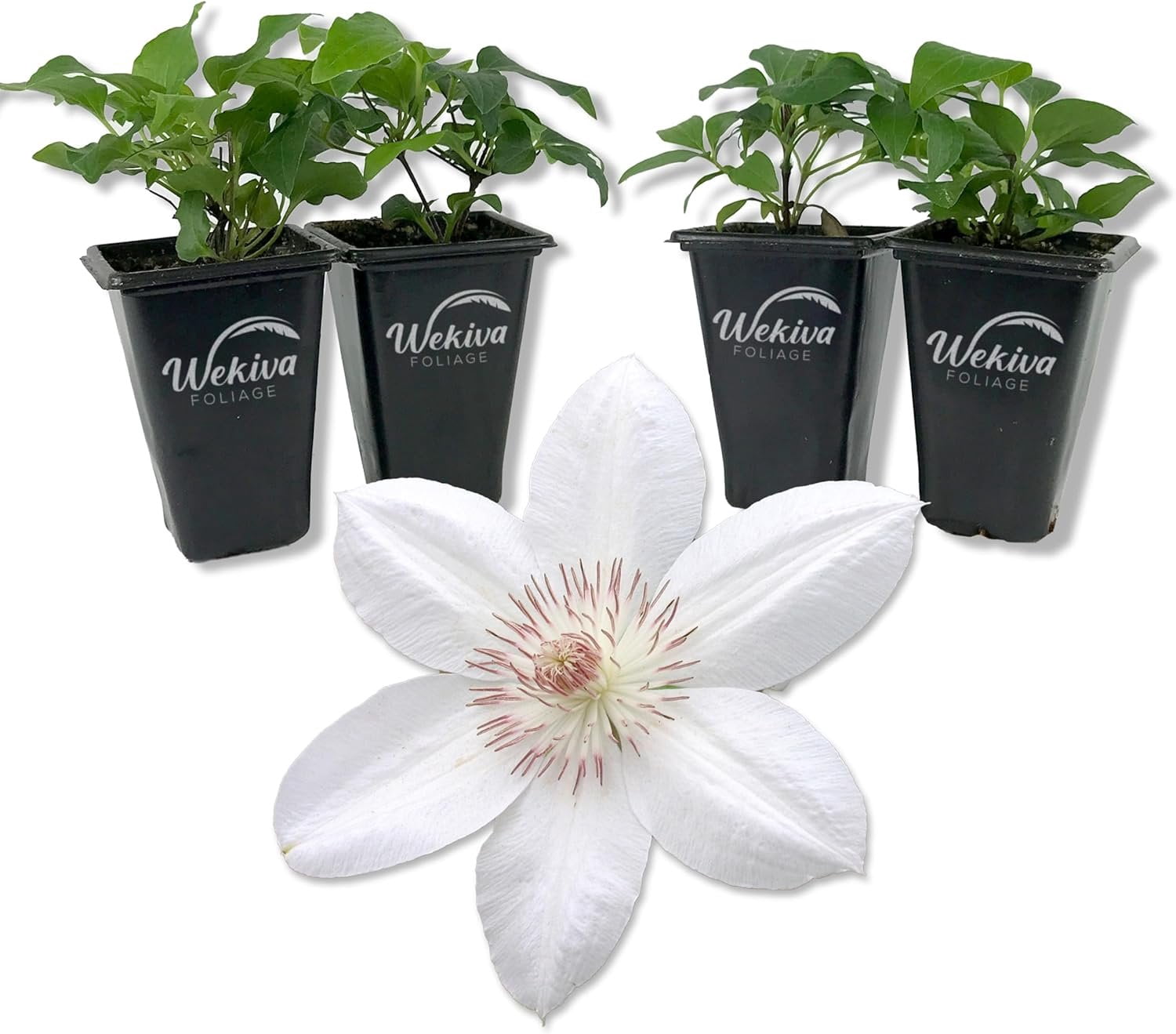 Clematis Henryi - 4 Live Starter Plants in 2 Inch Growers Pots ...