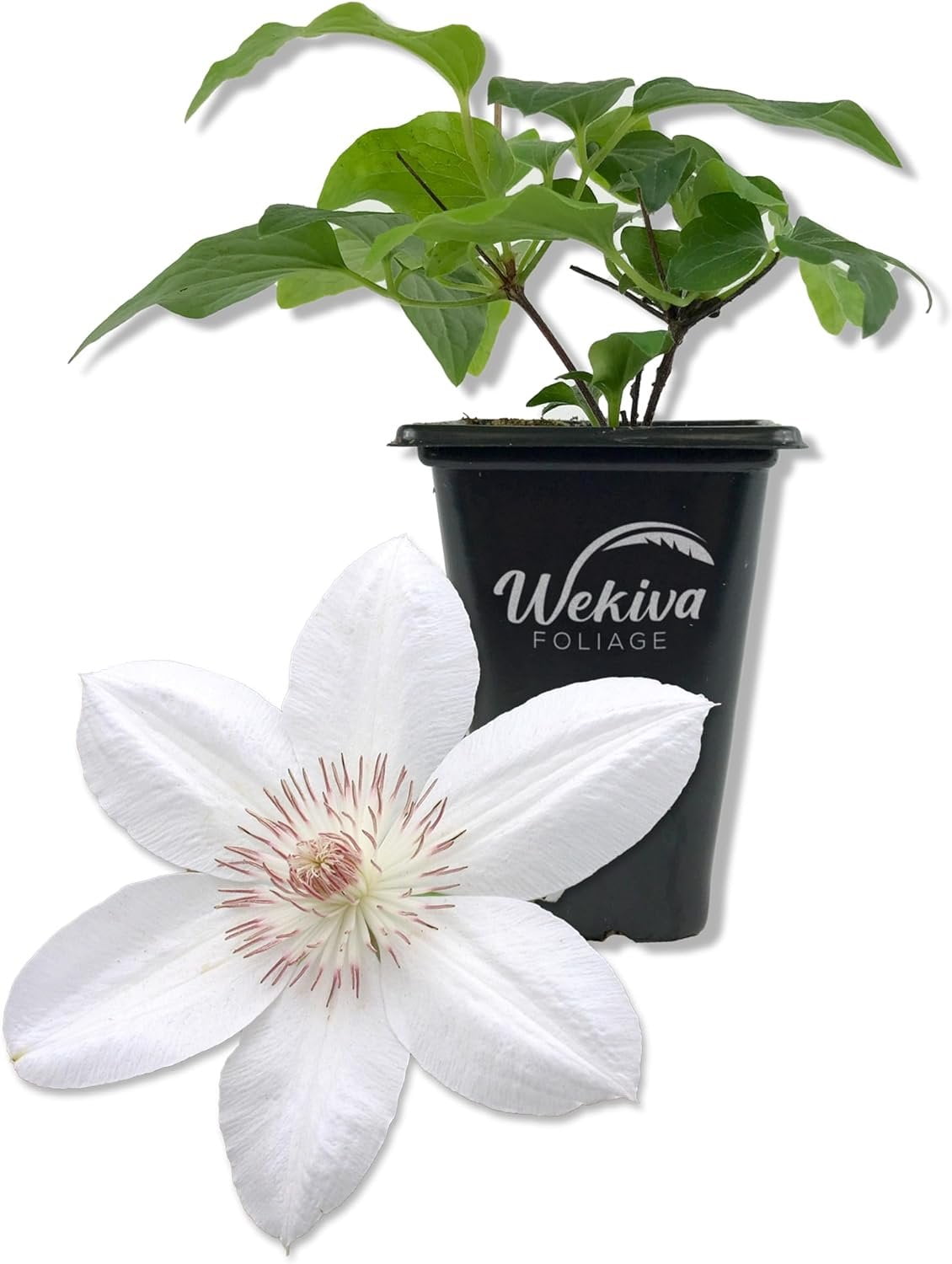 Clematis Henryi - Live Starter Plant in a 2 Inch Growers Pot - Starter ...