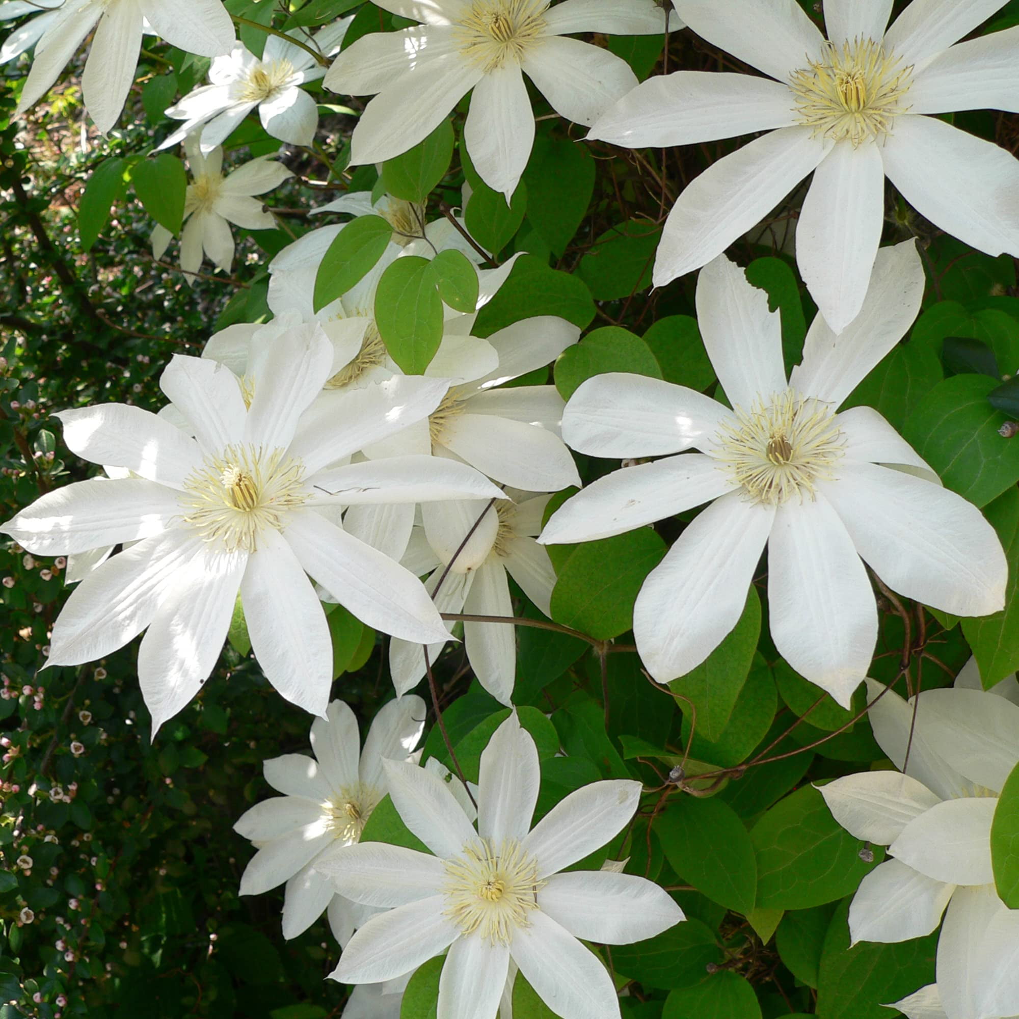 Clematis 'Henryi' SeedsTRDN Showy Deer Resistant Attracts Butterflies ...