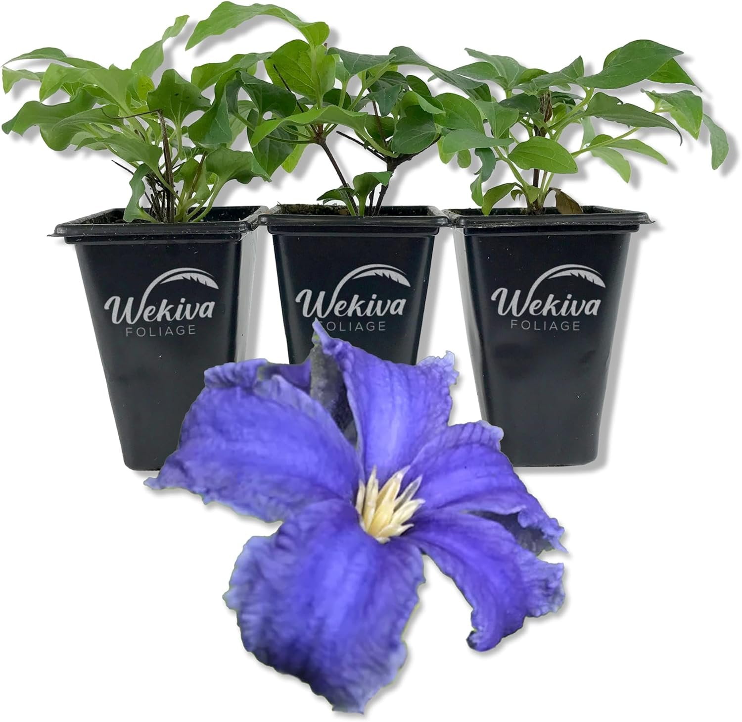 Clematis Heracleifolia - 3 Live Starter Plants in 2 Inch Growers Pots ...