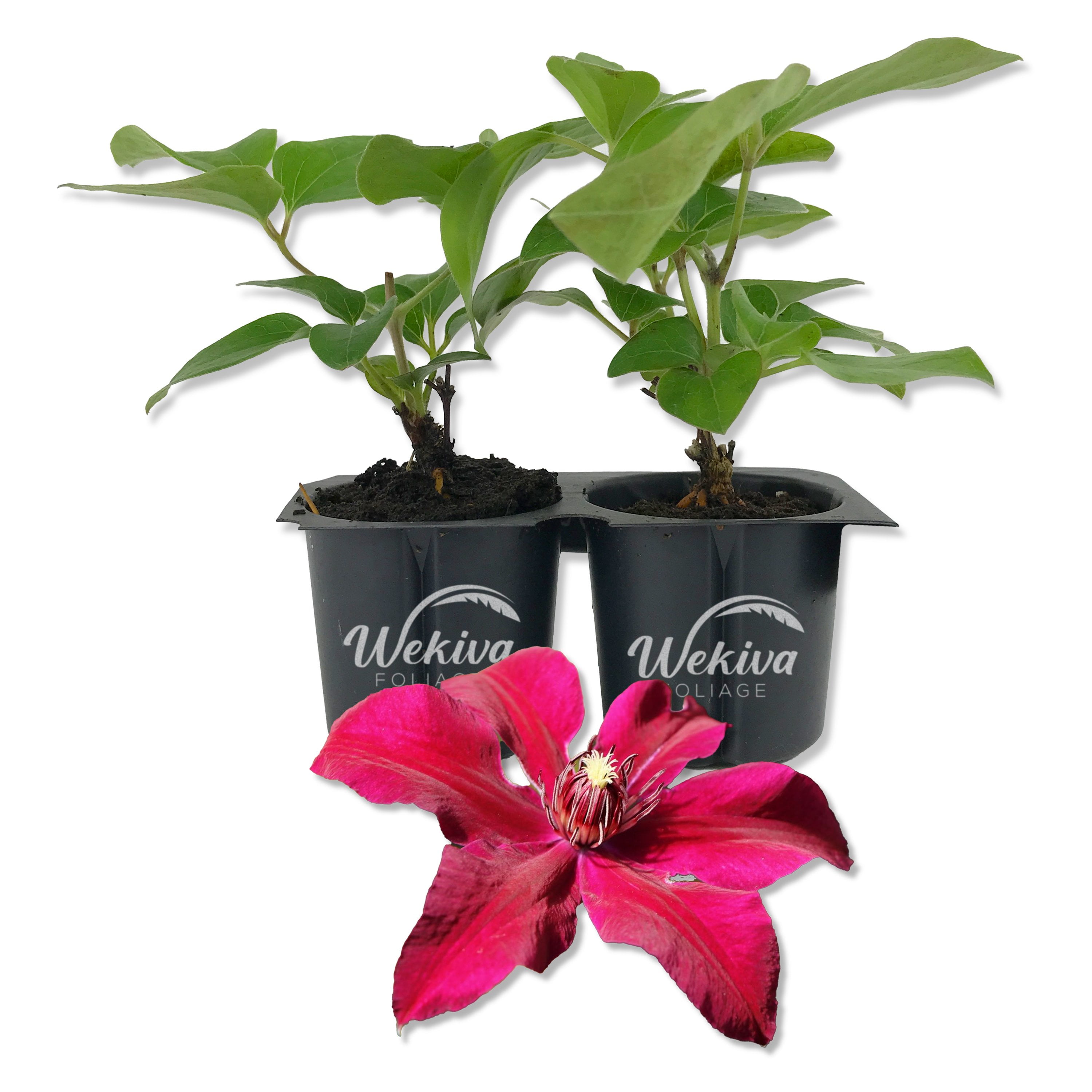 Clematis Huvi - 2 Live Starter Plants in 2 Inch Growers Pots - Starter ...