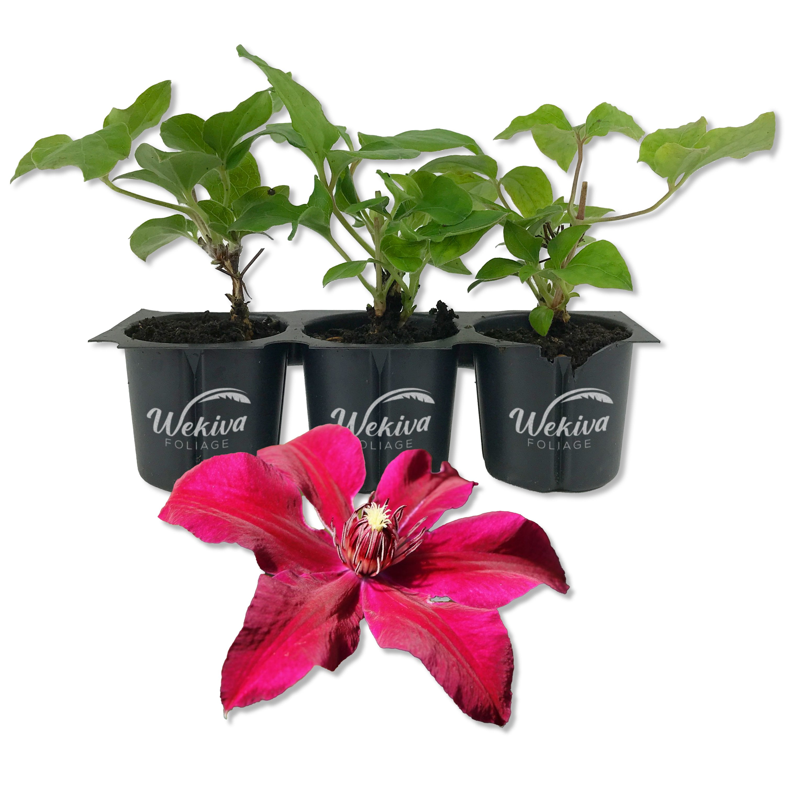Clematis Huvi - 3 Live Starter Plants in 2 Inch Growers Pots - Starter ...