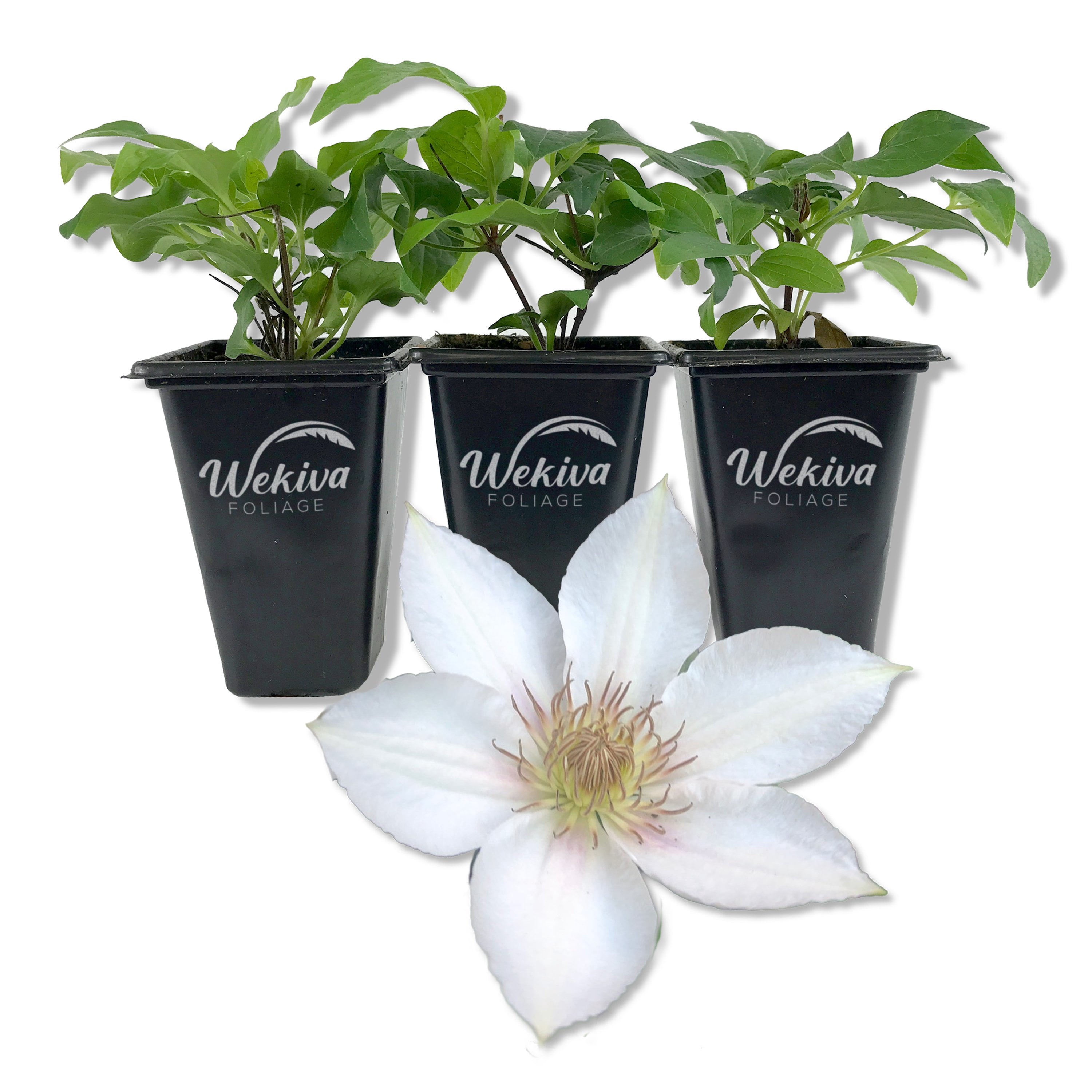Clematis Corinne - 3 Live Starter Plants in 2 Inch Growers Pots ...