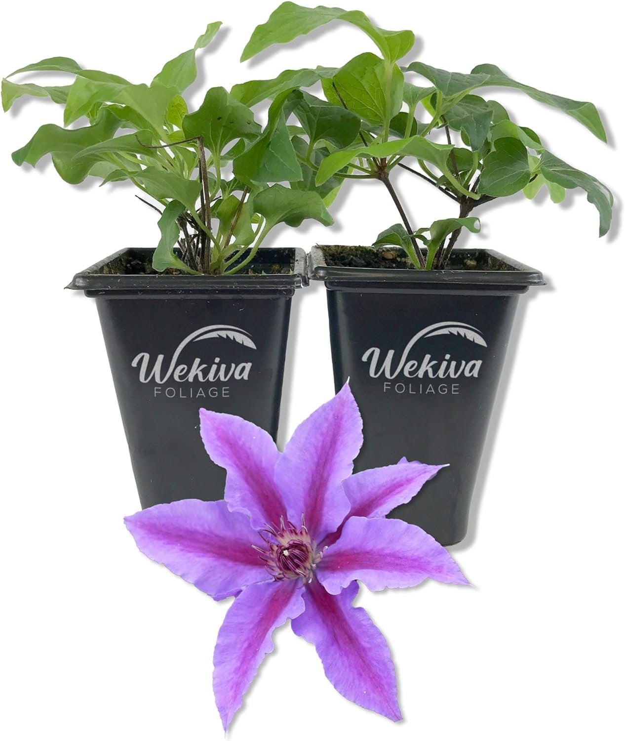 Clematis INES - 2 Live Starter Plants in 2 Inch Growers Pots - Starter ...