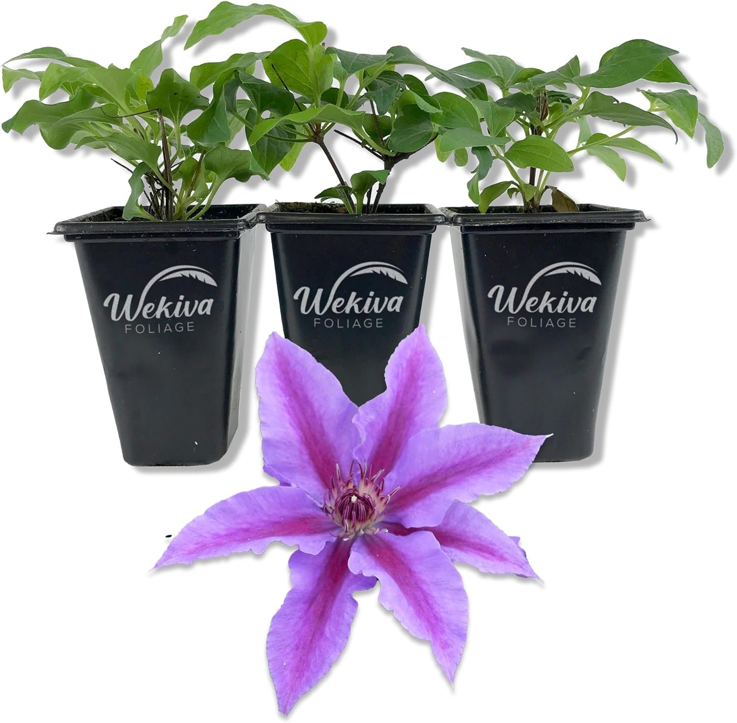 Clematis INES - 3 Live Starter Plants in 2 Inch Growers Pots - Starter ...