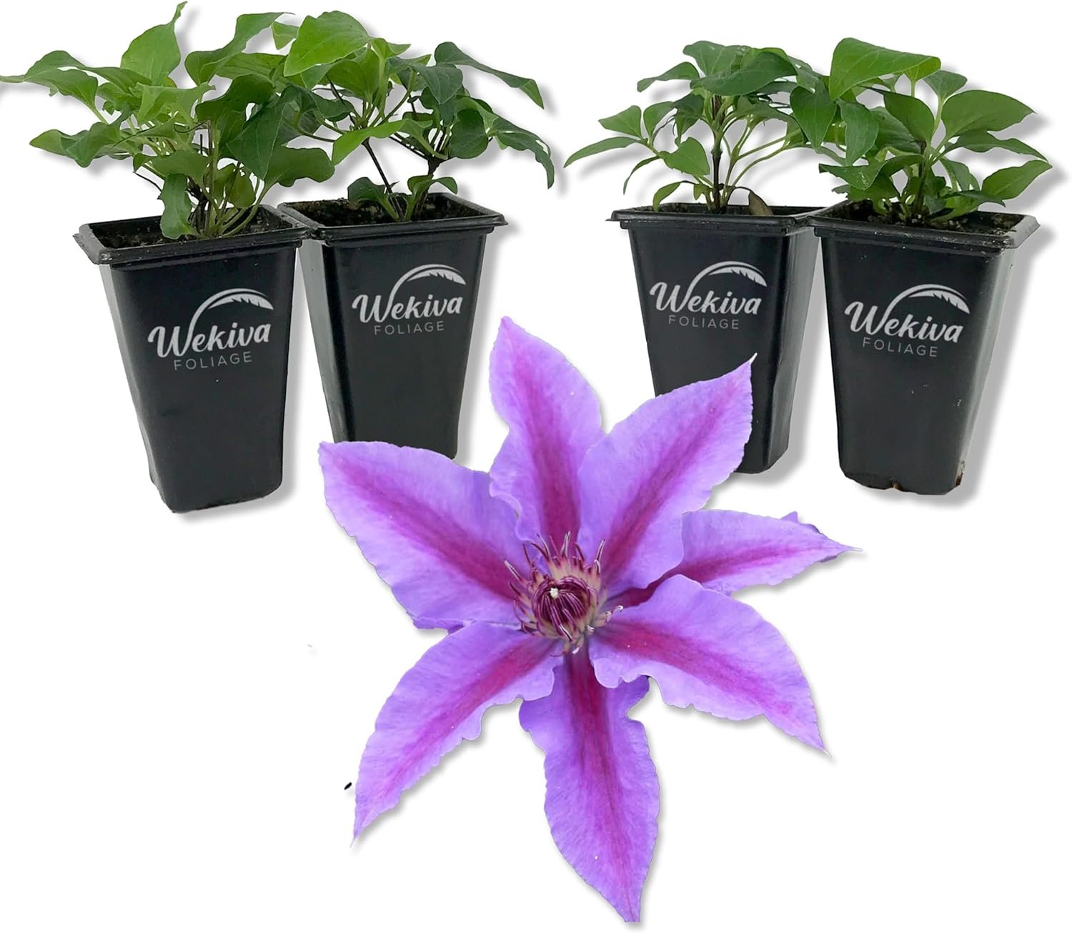 Clematis INES - 4 Live Starter Plants in 2 Inch Growers Pots - Starter ...