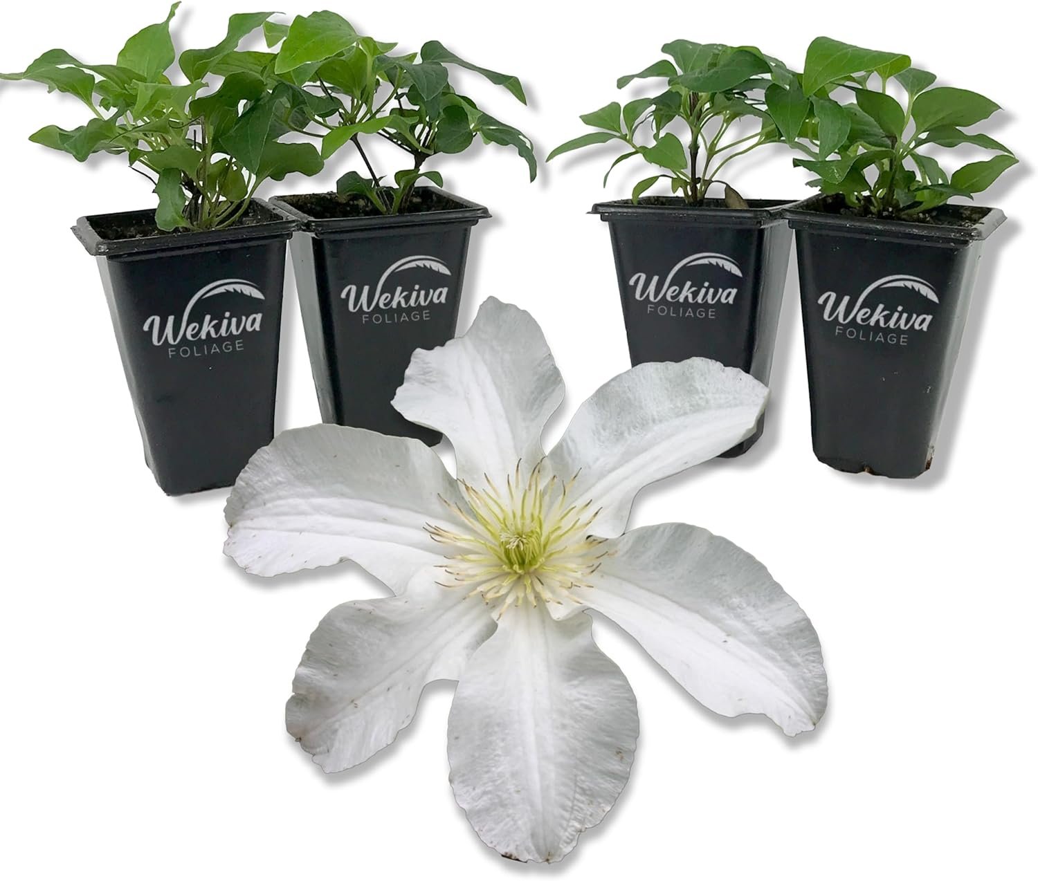 Clematis John Huxtable - 4 Live Starter Plants in 2 Inch Growers Pots ...