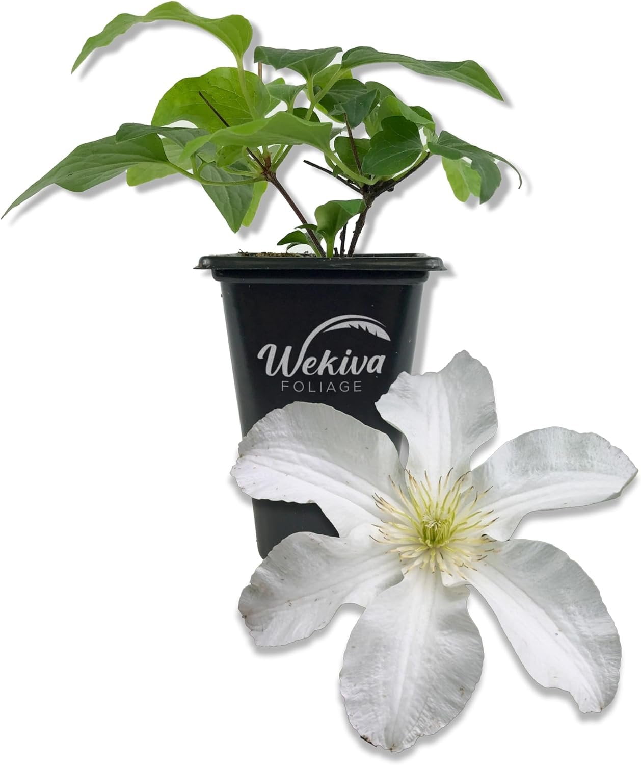Clematis John Huxtable - Live Starter Plant in a 2 Inch Growers Pot ...