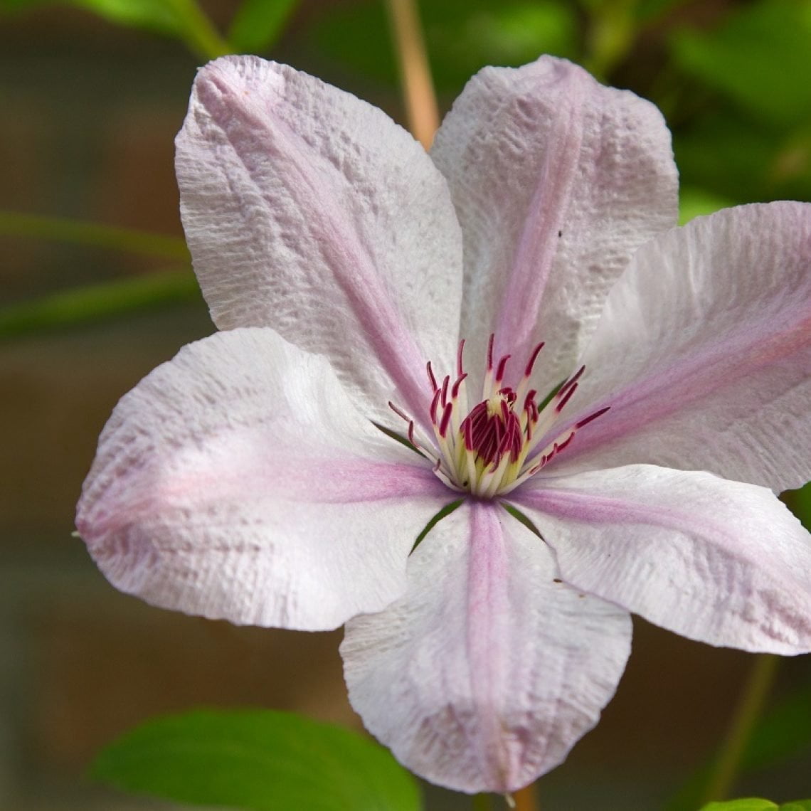Clematis John Paul II - 5 Live Plants in 4 Inch Growers Pots - Clematis ...