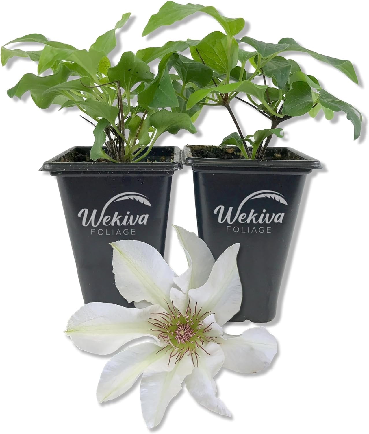 Clematis Kitty - 2 Live Starter Plants in 2 Inch Growers Pots - Starter ...