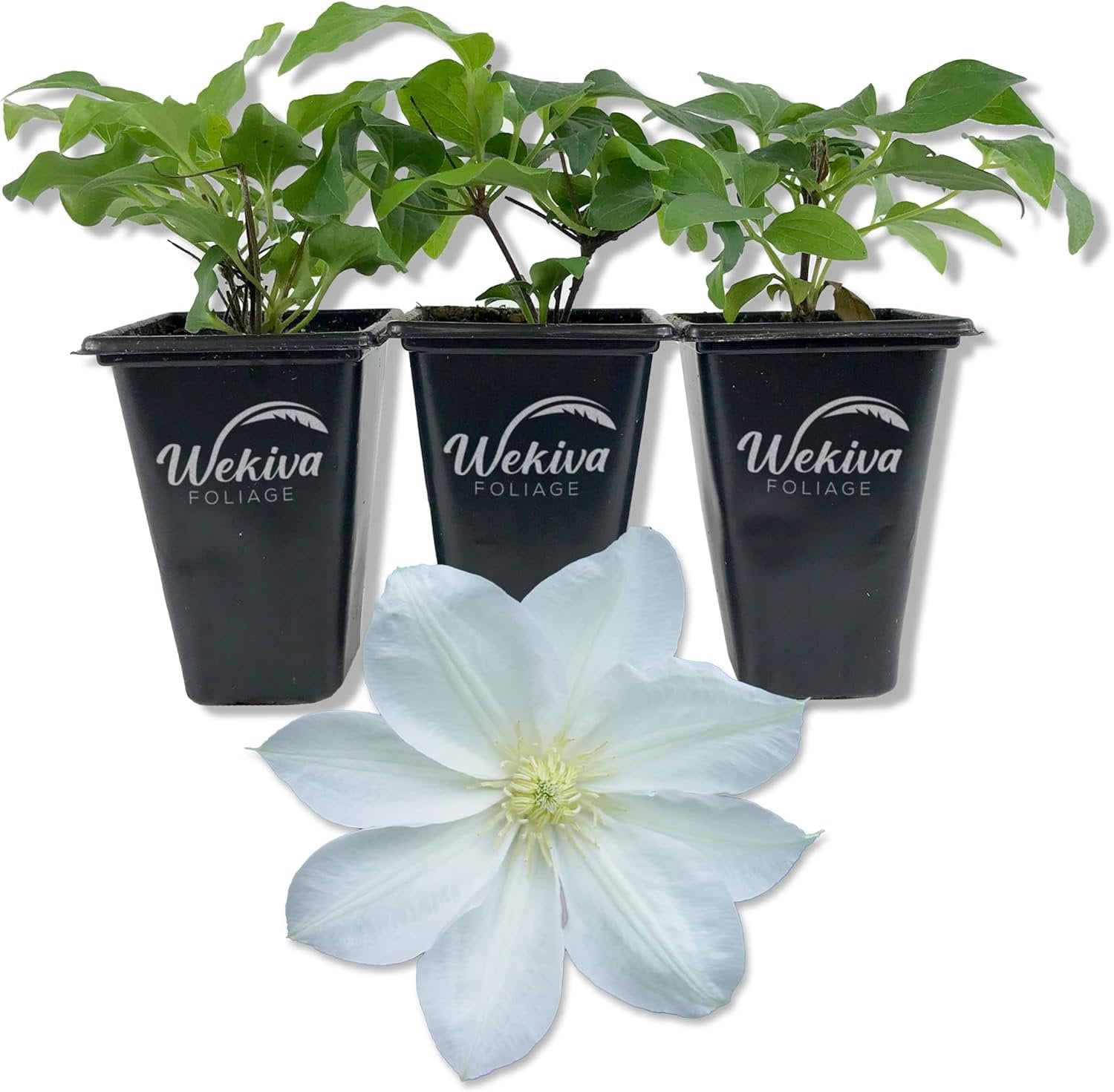 Clematis Lanuginosa Candida - 3 Live Starter Plants in 2 Inch Growers ...