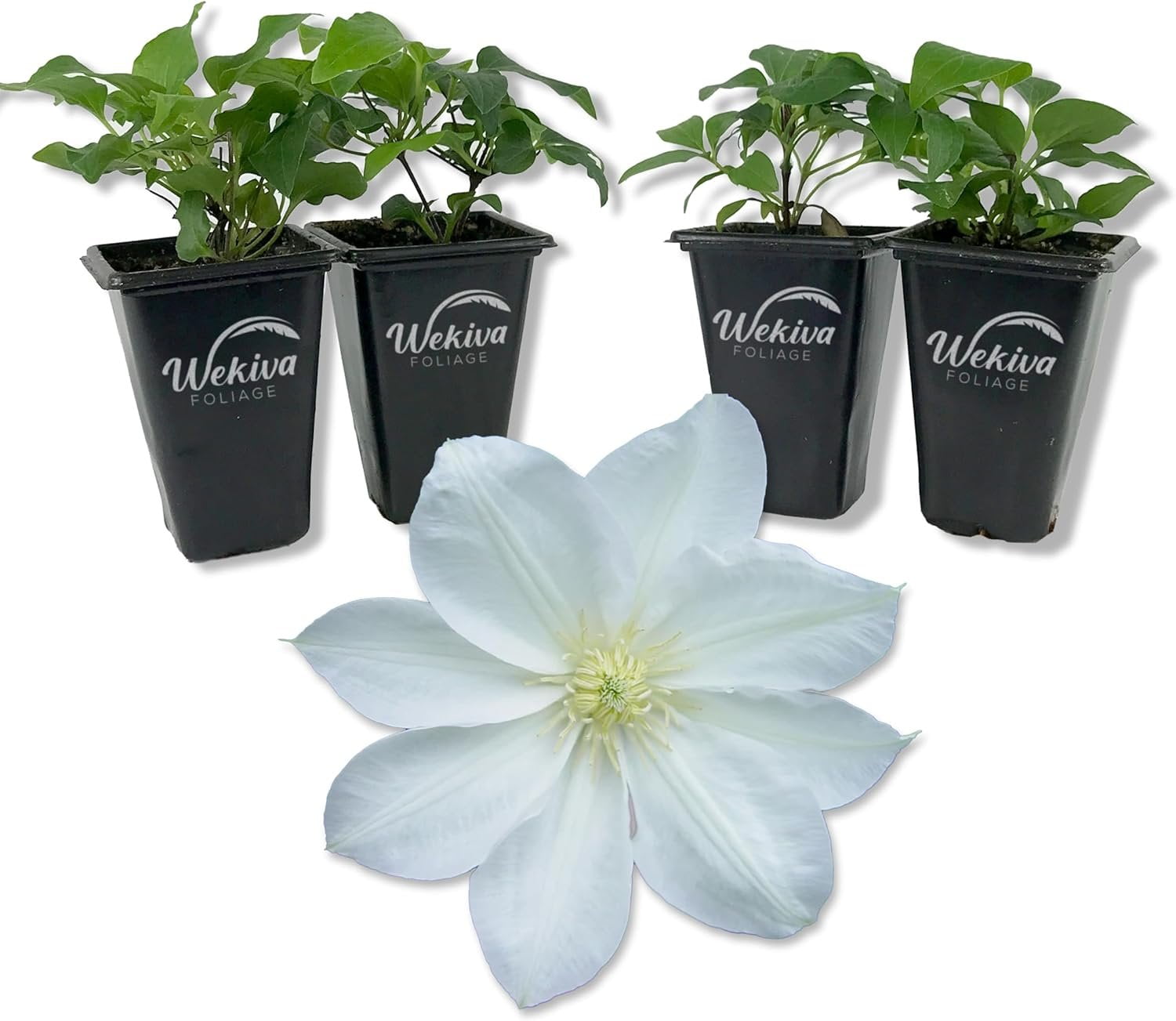 Clematis Lanuginosa Candida - 4 Live Starter Plants in 2 Inch Growers ...