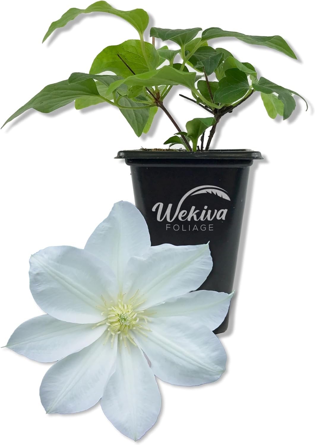 Clematis Lanuginosa Candida - Live Starter Plant in a 2 Inch Growers ...