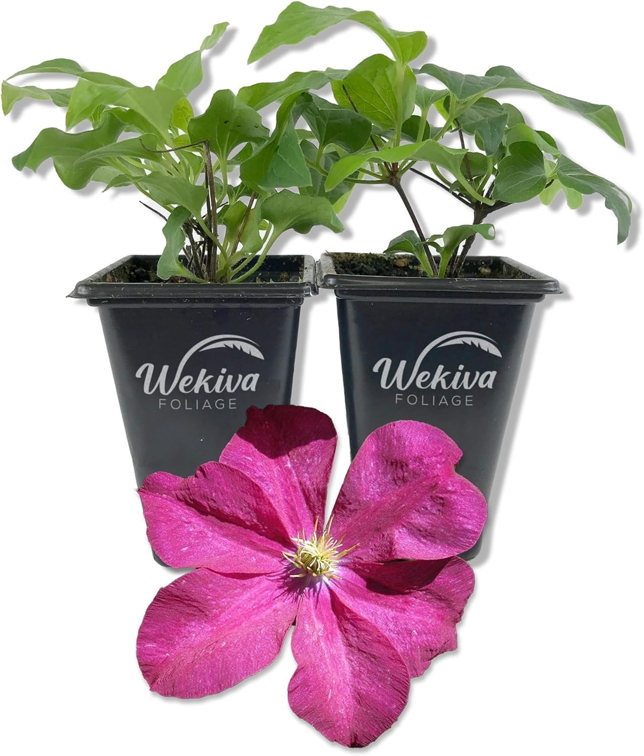 Clematis Madame Edouard Andre - 2 Live Starter Plants in 2 Inch Growers ...