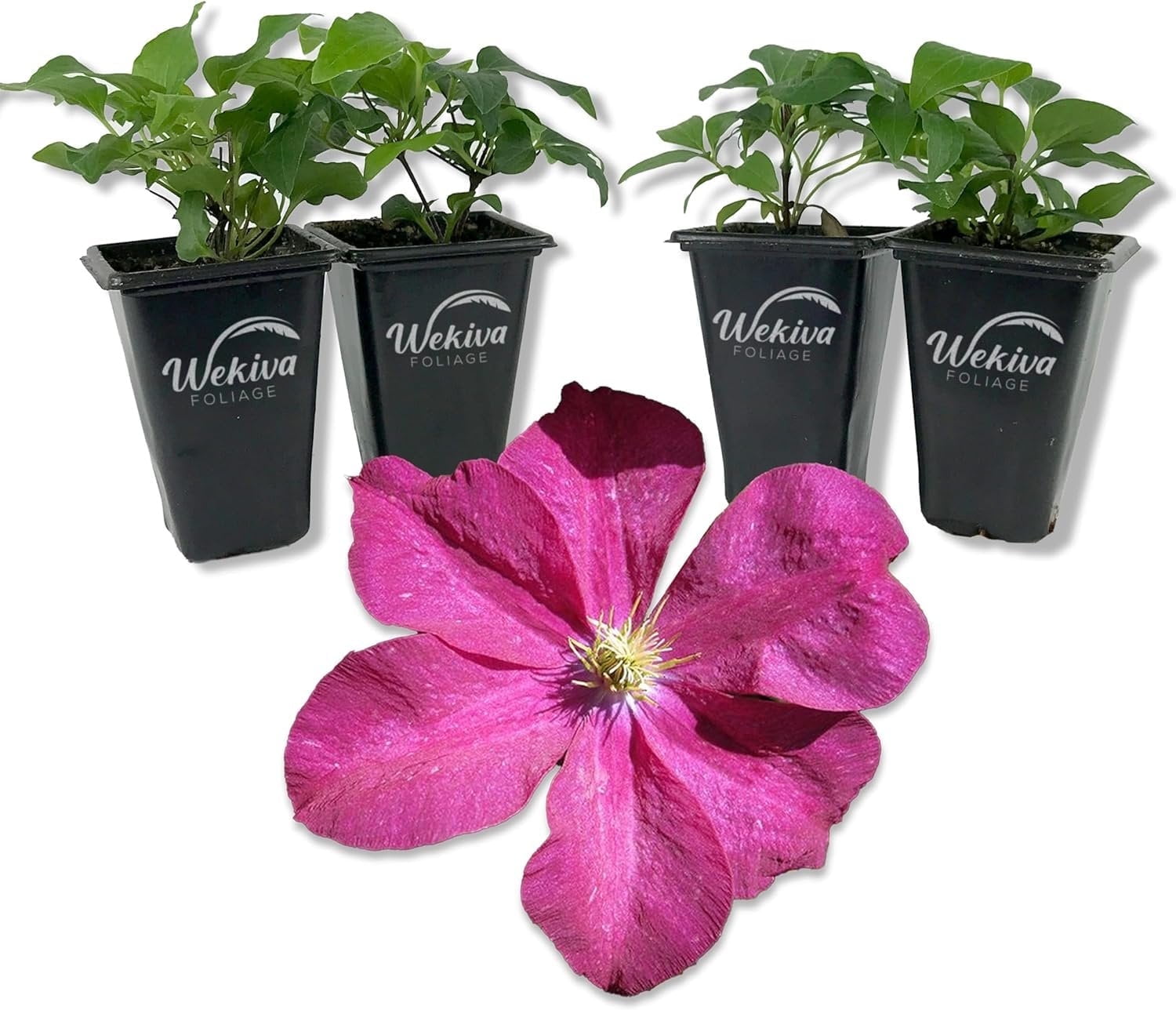 Clematis Madame Edouard Andre - 4 Live Starter Plants in 2 Inch Growers ...