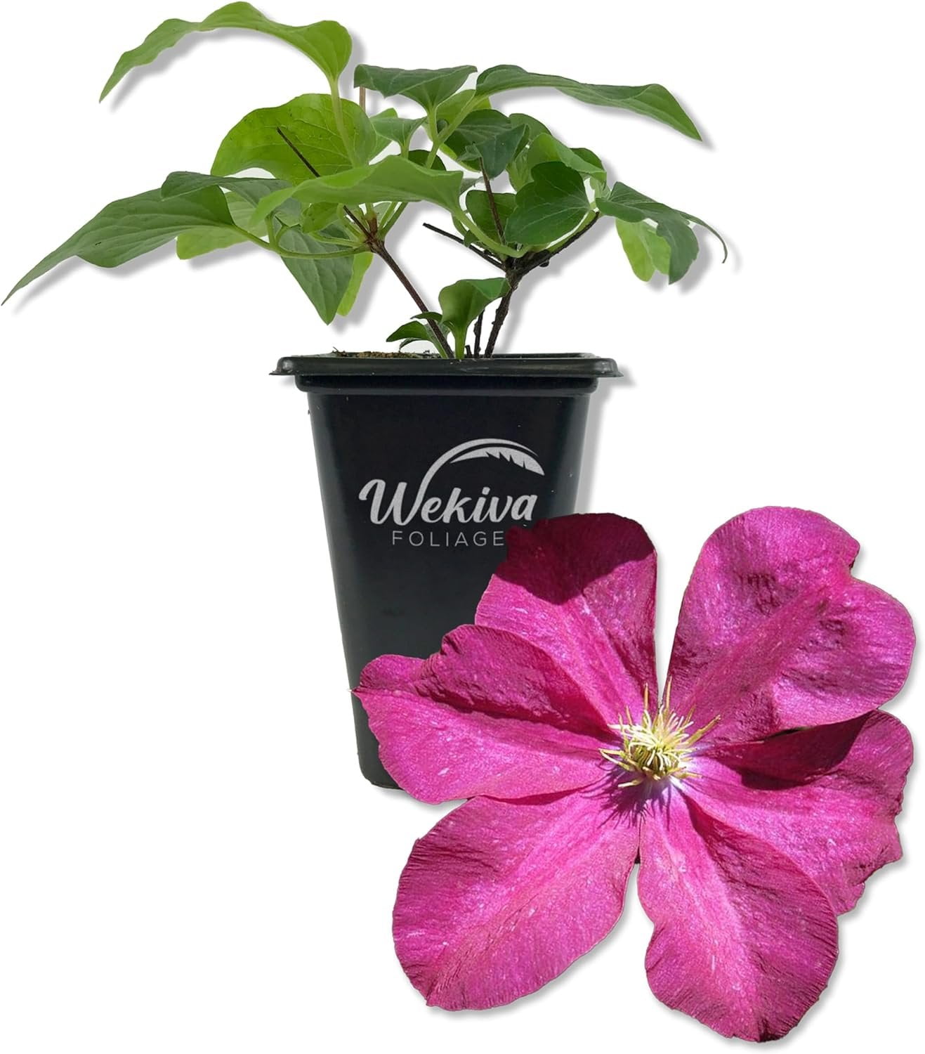 Clematis Madame Edouard Andre - Live Starter Plant in a 2 Inch Growers ...