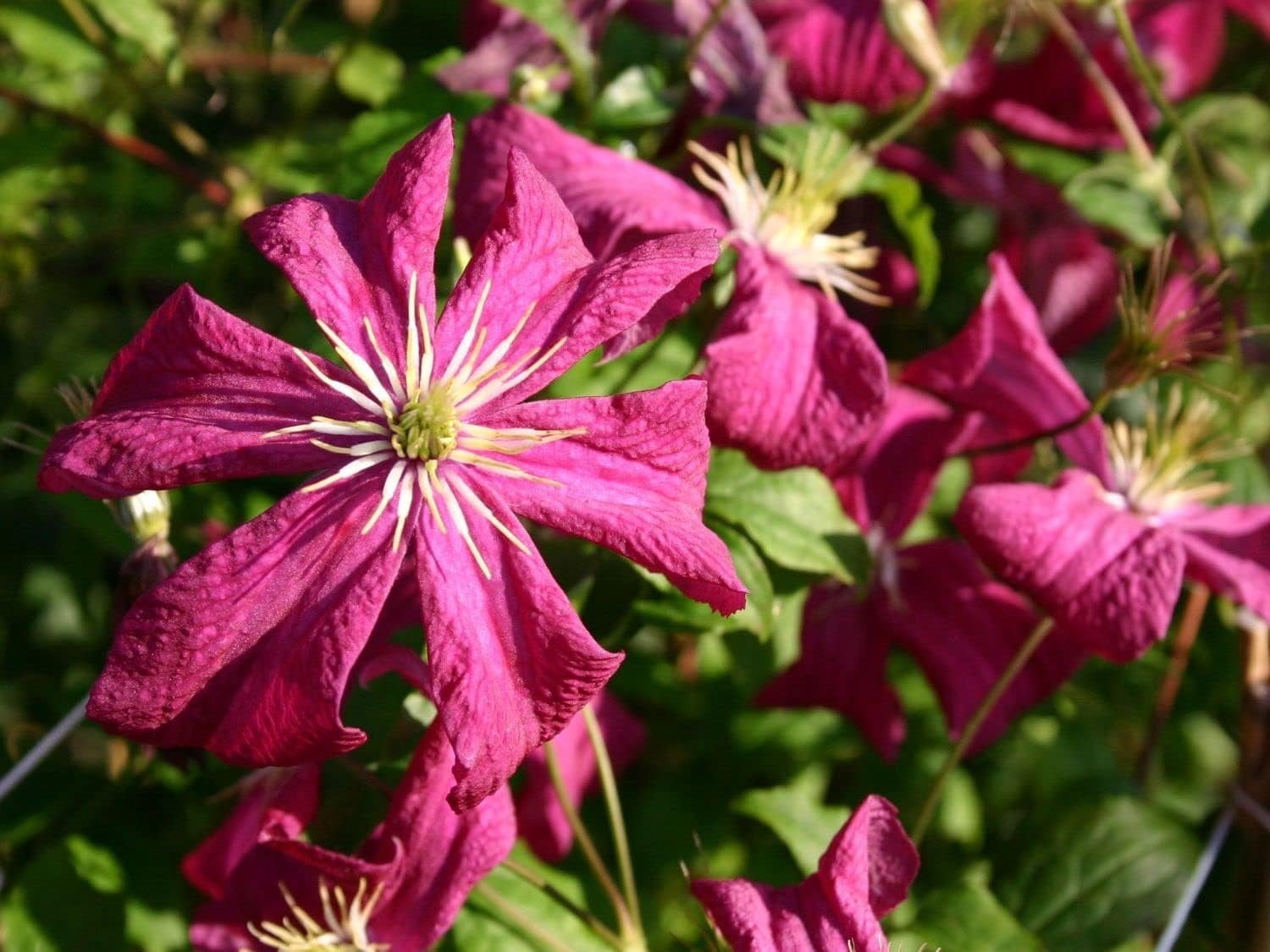 Clematis Madame Julia Correvon - 3 Live Plants in 4 Inch Growers Pots ...