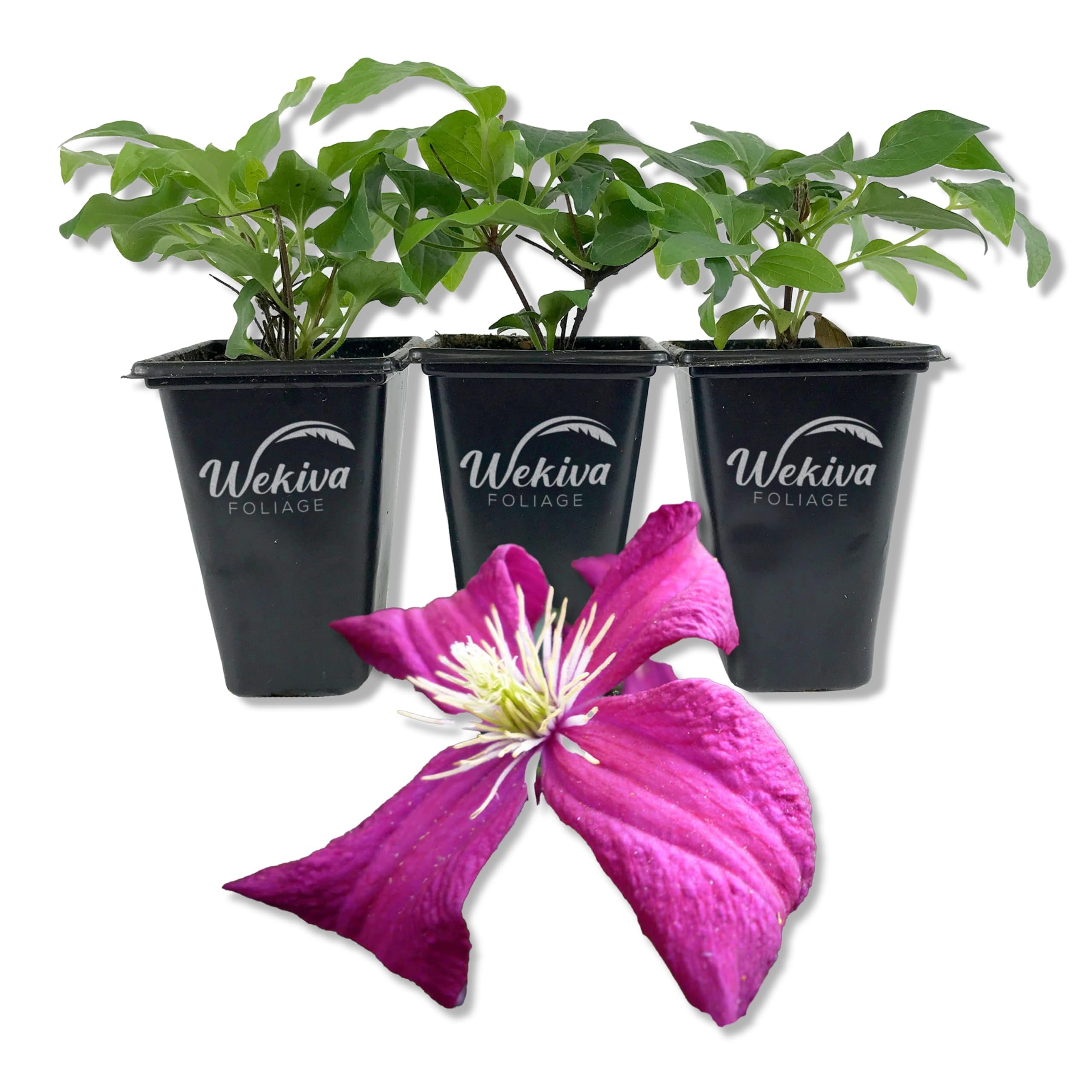 Clematis Madame Julia Correvon - 3 Live Starter Plants in 2 Inch ...