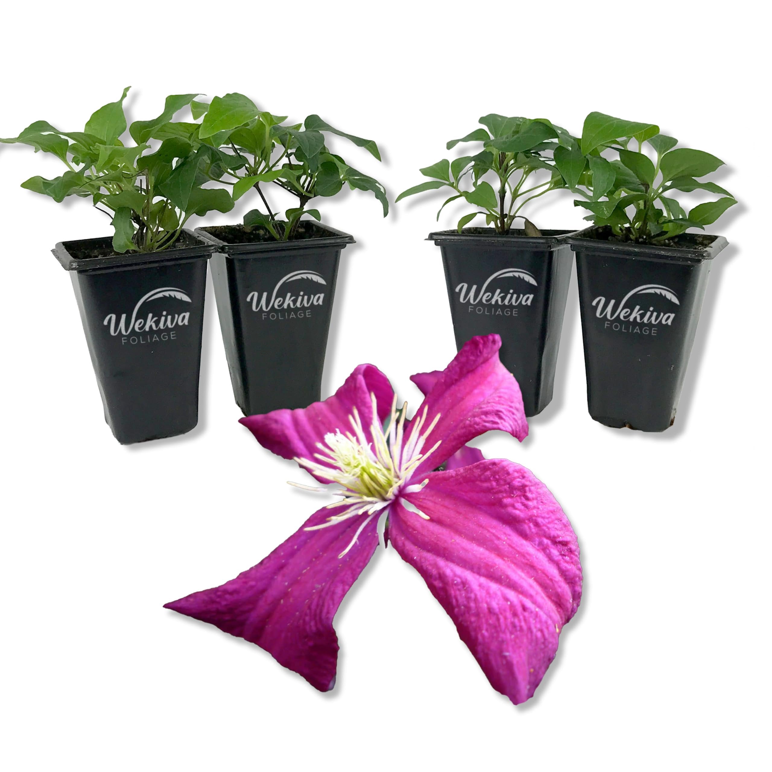 Clematis Madame Julia Correvon - 4 Live Starter Plants in 2 Inch ...
