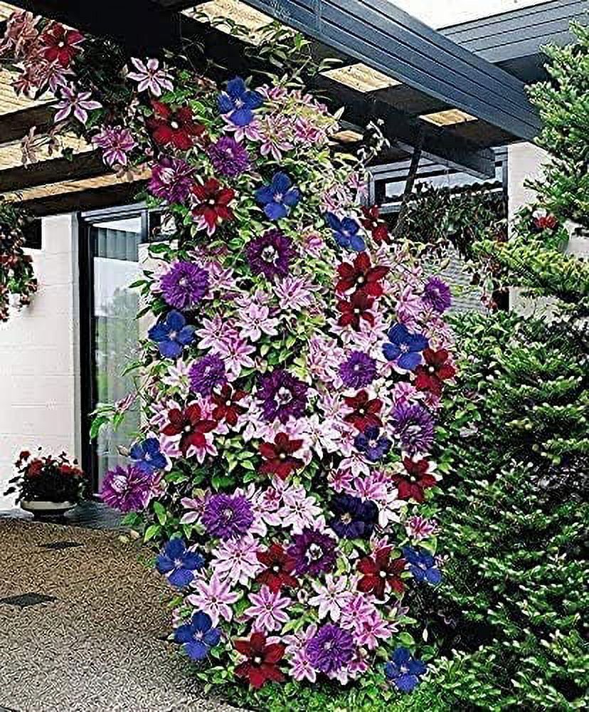 Clematis ~Mixed Colors~ Wonderful Large Blooms 50+ Perennial Vine Seeds ...