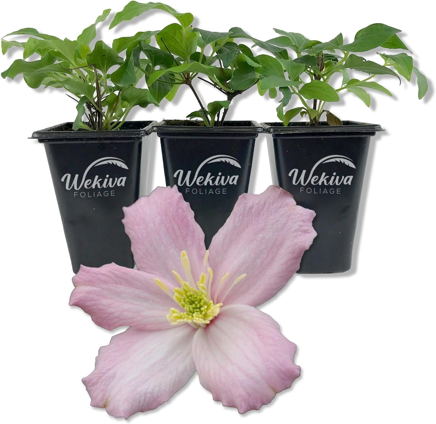 Clematis Montana Elizabeth - 3 Live Starter Plants in 2 Inch Growers ...