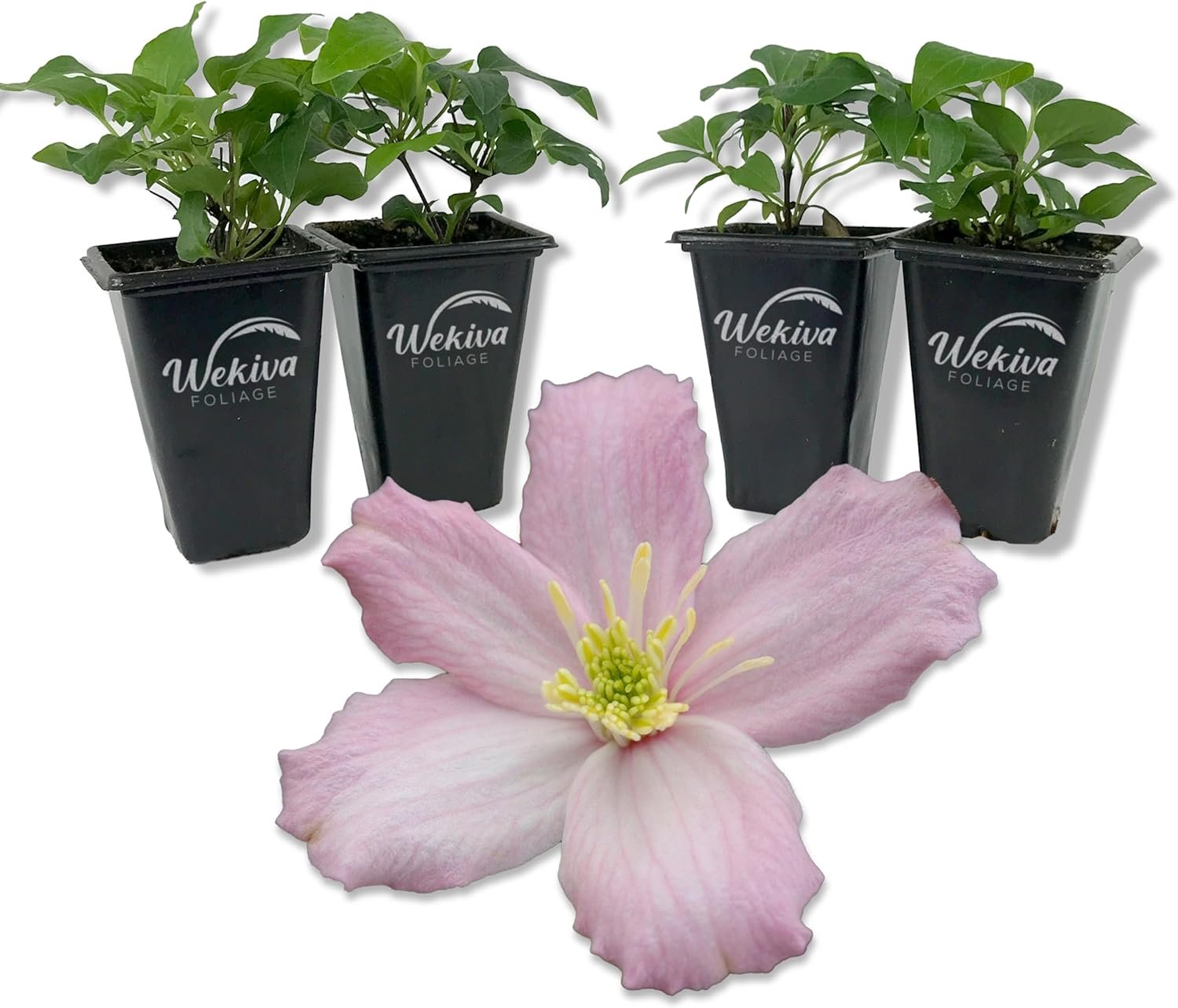 Clematis Montana Elizabeth - 4 Live Starter Plants in 2 Inch Growers ...