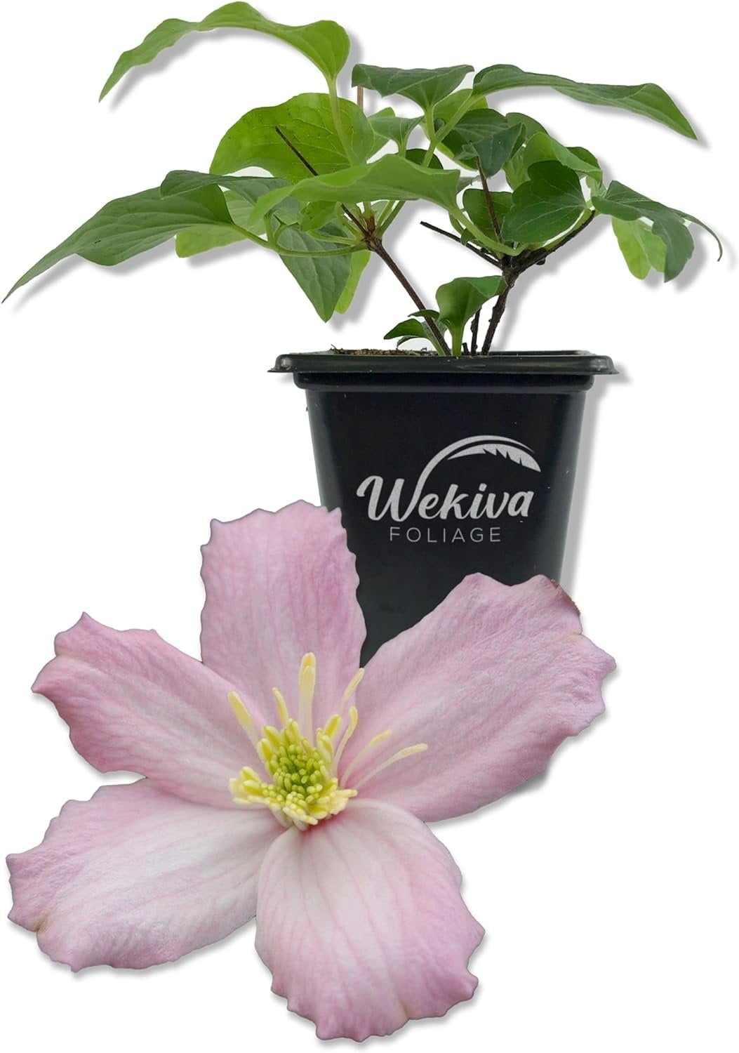 Clematis Montana Elizabeth - Live Starter Plant in a 2 Inch Growers Pot ...