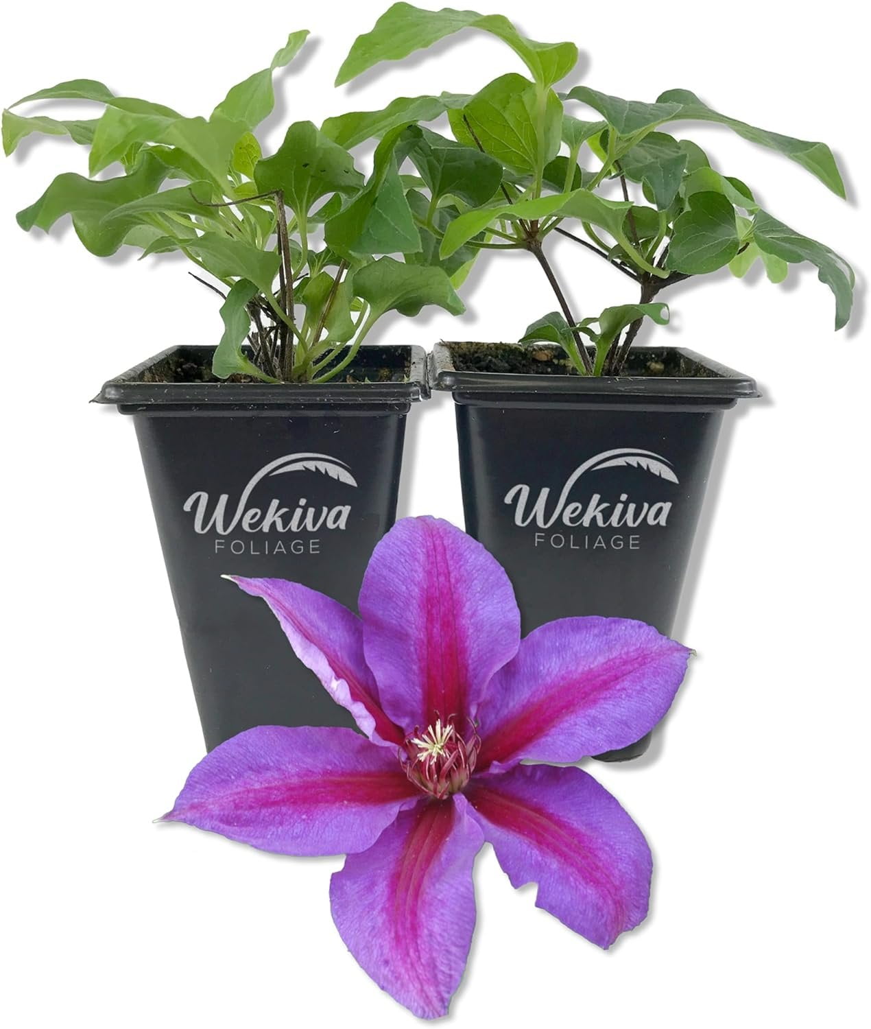Clematis Mrs N Thompson - 2 Live Starter Plants in 2 Inch Growers Pots ...