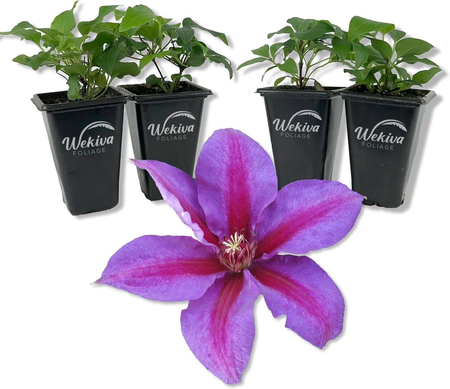 Clematis Mrs N Thompson - 4 Live Starter Plants in 2 Inch Growers Pots ...