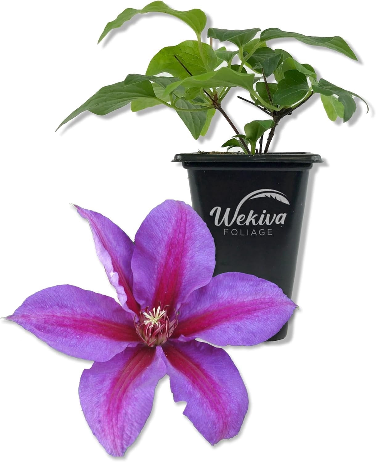 Clematis Mrs N Thompson - Live Starter Plant in a 2 Inch Growers Pot ...