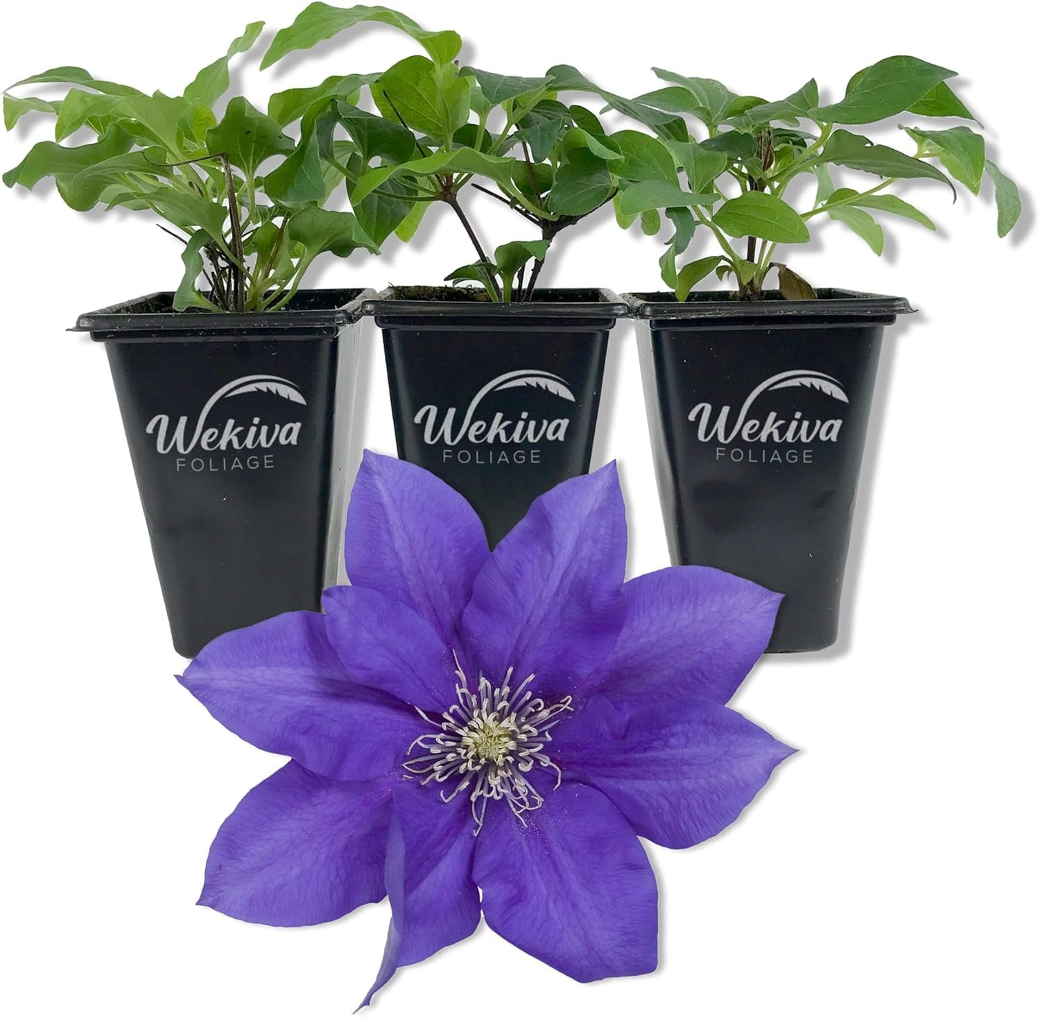 Clematis Olympia - 3 Live Starter Plants in 2 Inch Growers Pots ...