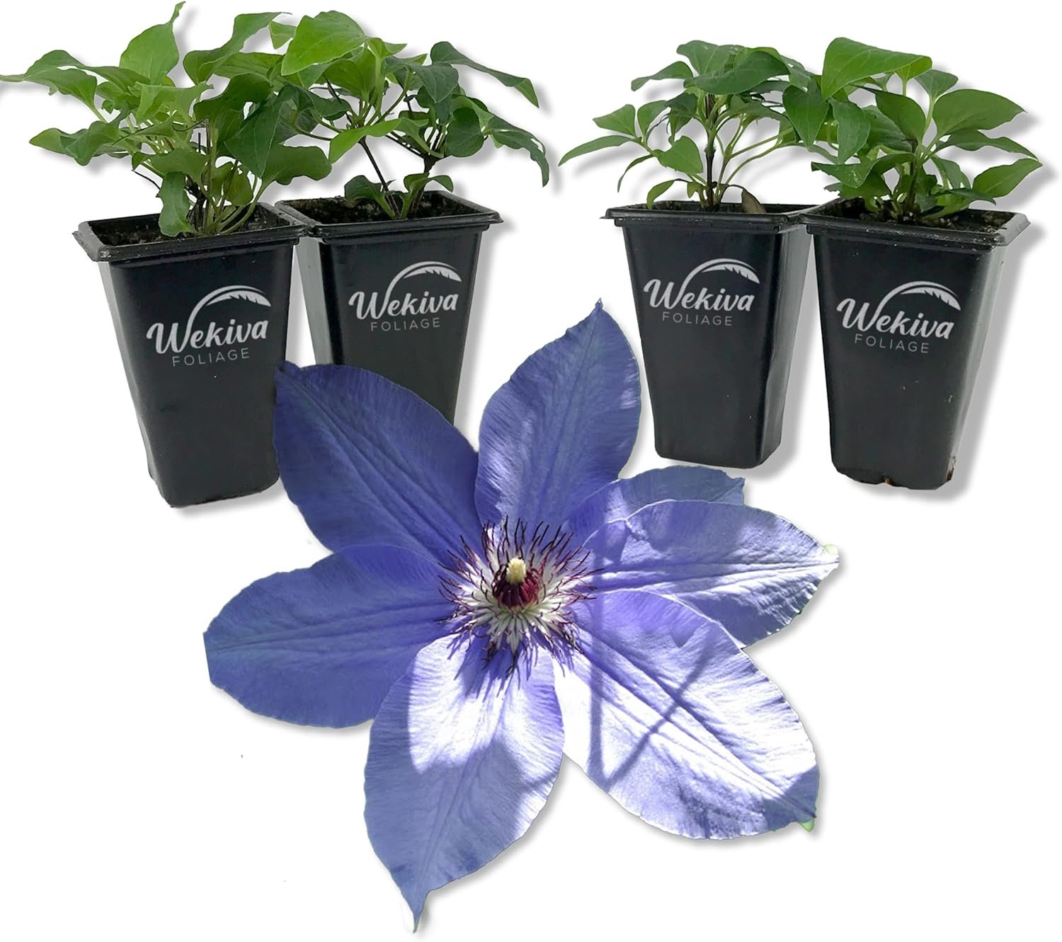 Clematis Parisienne - 4 Live Starter Plants in 2 Inch Growers Pots ...