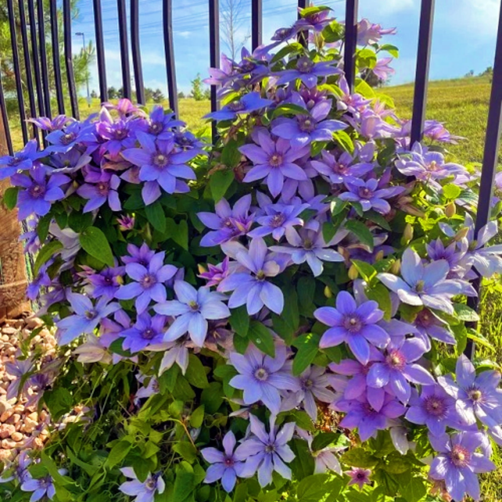 Clematis - Perennial Garden Ornamental Blooms Fast Growing Premium Garden Stakes - Walmart.com