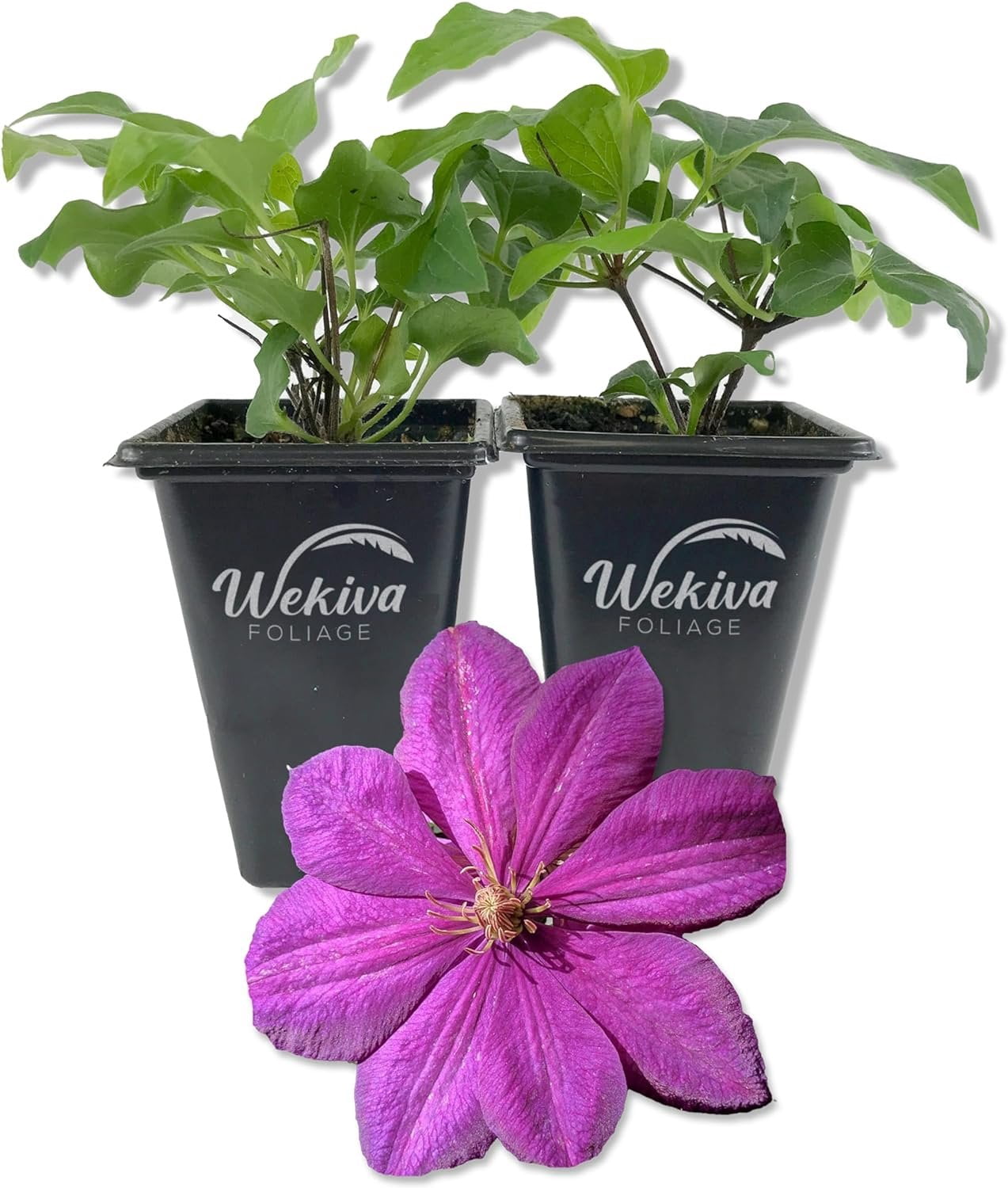 Clematis Perrins Pride - 2 Live Starter Plants in 2 Inch Growers Pots ...