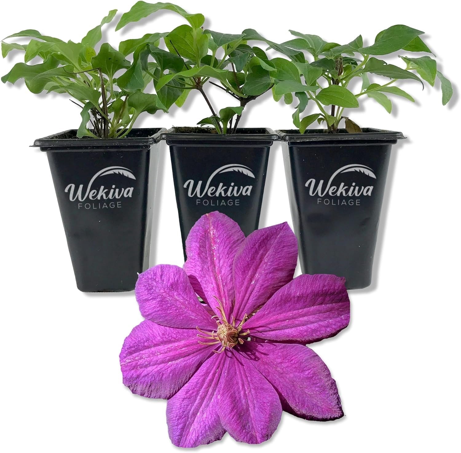 Clematis Perrins Pride - 3 Live Starter Plants in 2 Inch Growers Pots ...