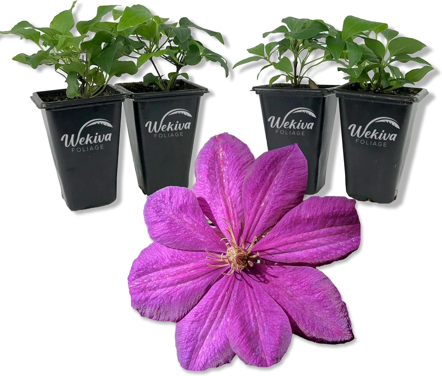 Clematis Perrins Pride - 4 Live Starter Plants in 2 Inch Growers Pots ...