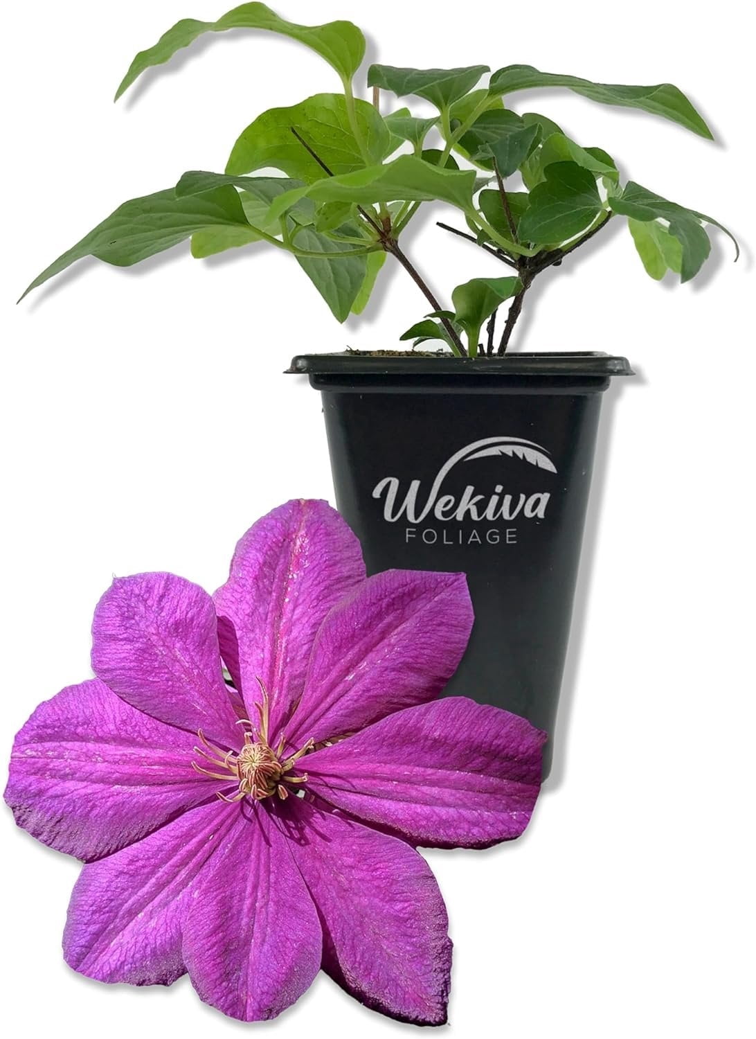 Clematis Perrins Pride - Live Starter Plant in a 2 Inch Growers Pot ...
