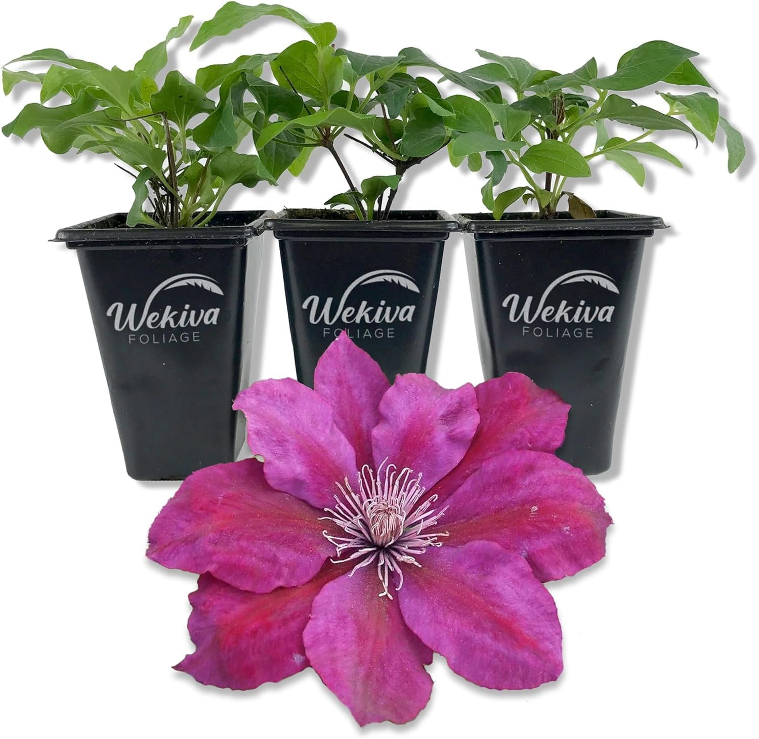 Clematis Picardy - 3 Live Starter Plants in 2 Inch Growers Pots ...