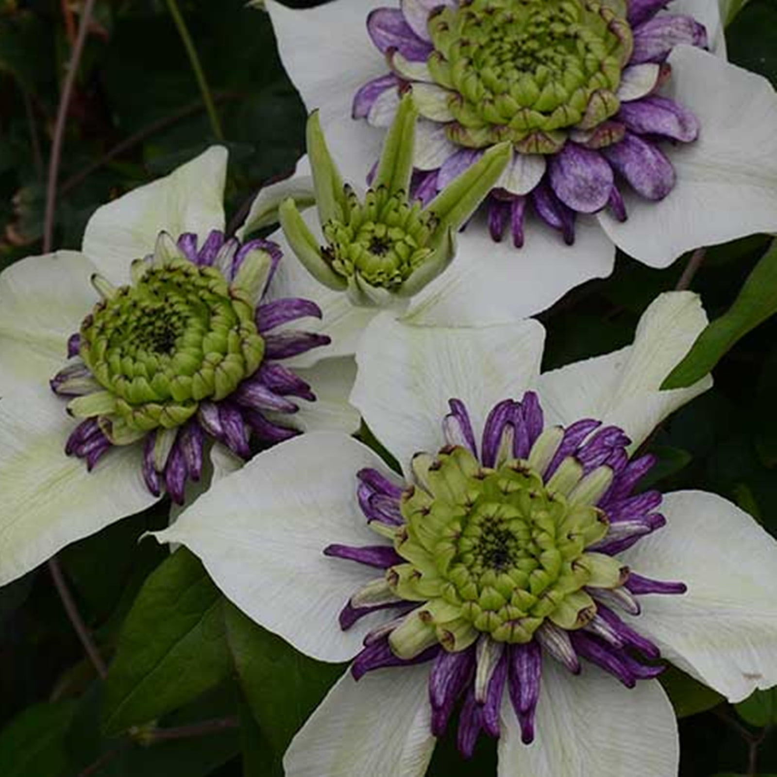 Clematis Plant, Easy to Grow Live Plants - Outdoor Gardenr. Clematis ...