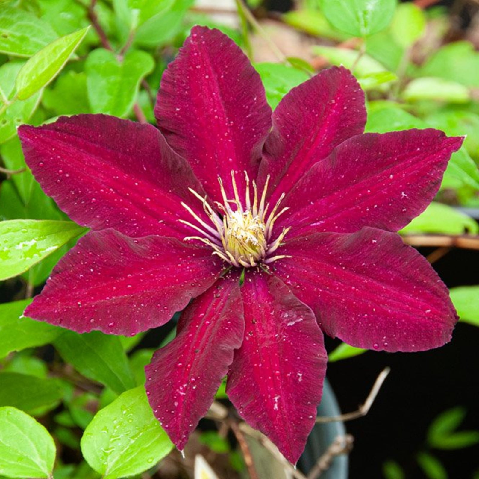 Clematis Plant, Easy to Grow Live Plants - Outdoor Gardenr. Clematis ...