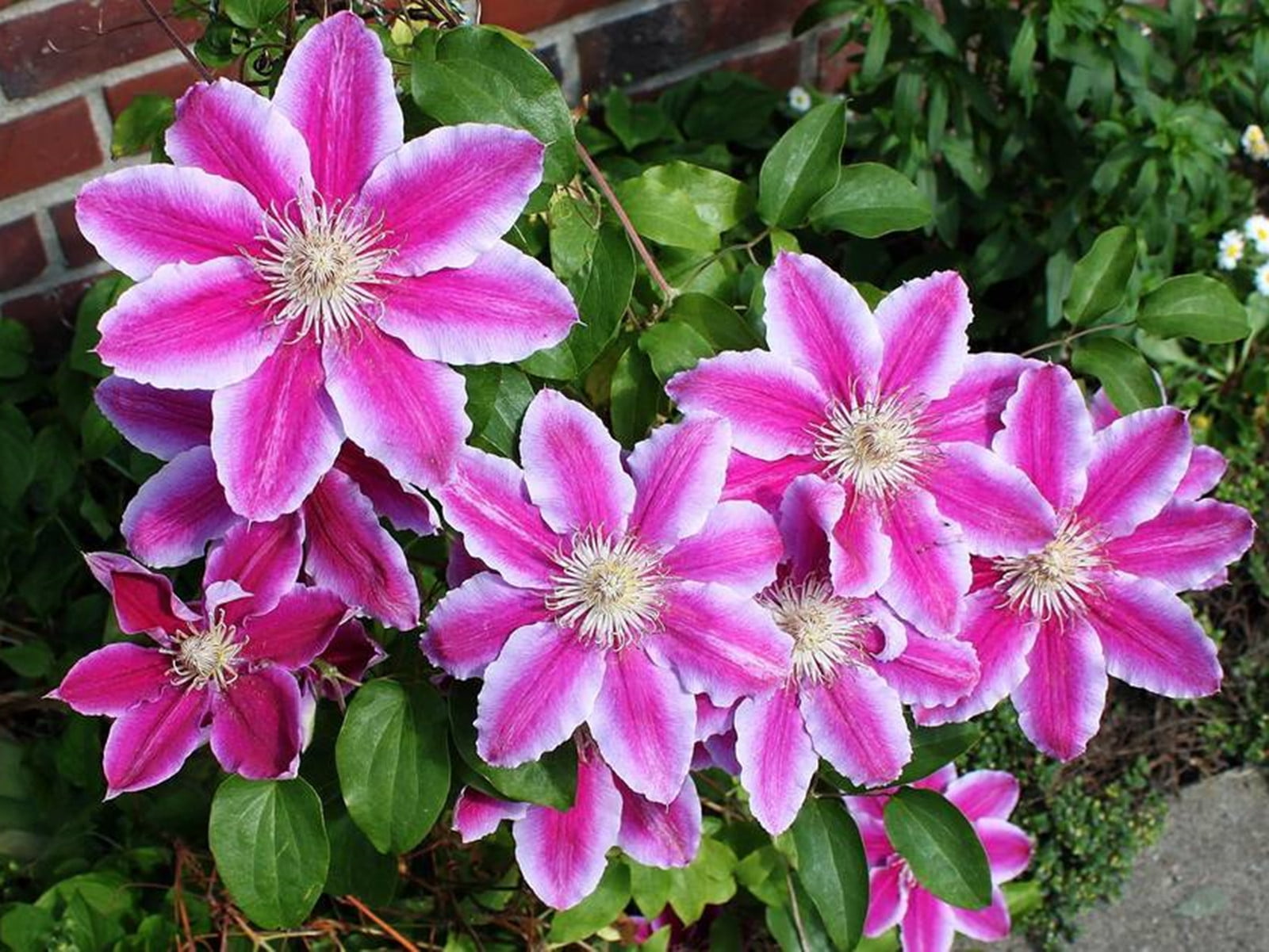 Clematis Plant, Easy to Grow Live Plants, Clematis Vine Plants Live ...