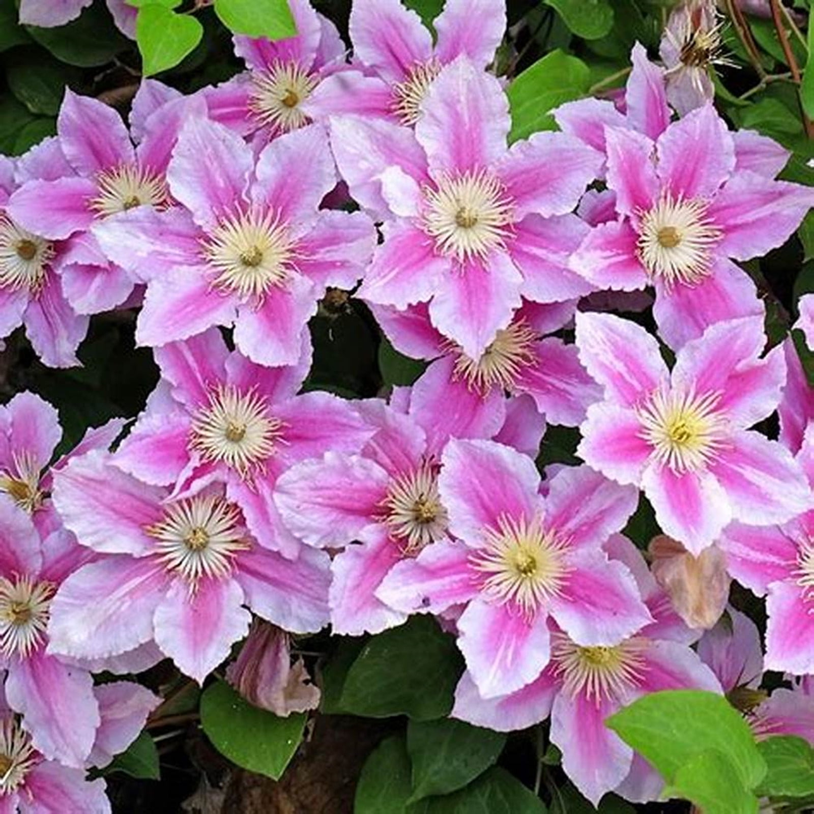 Clematis Plant, Easy to Grow Live Plants, Clematis Vine Plants Live ...